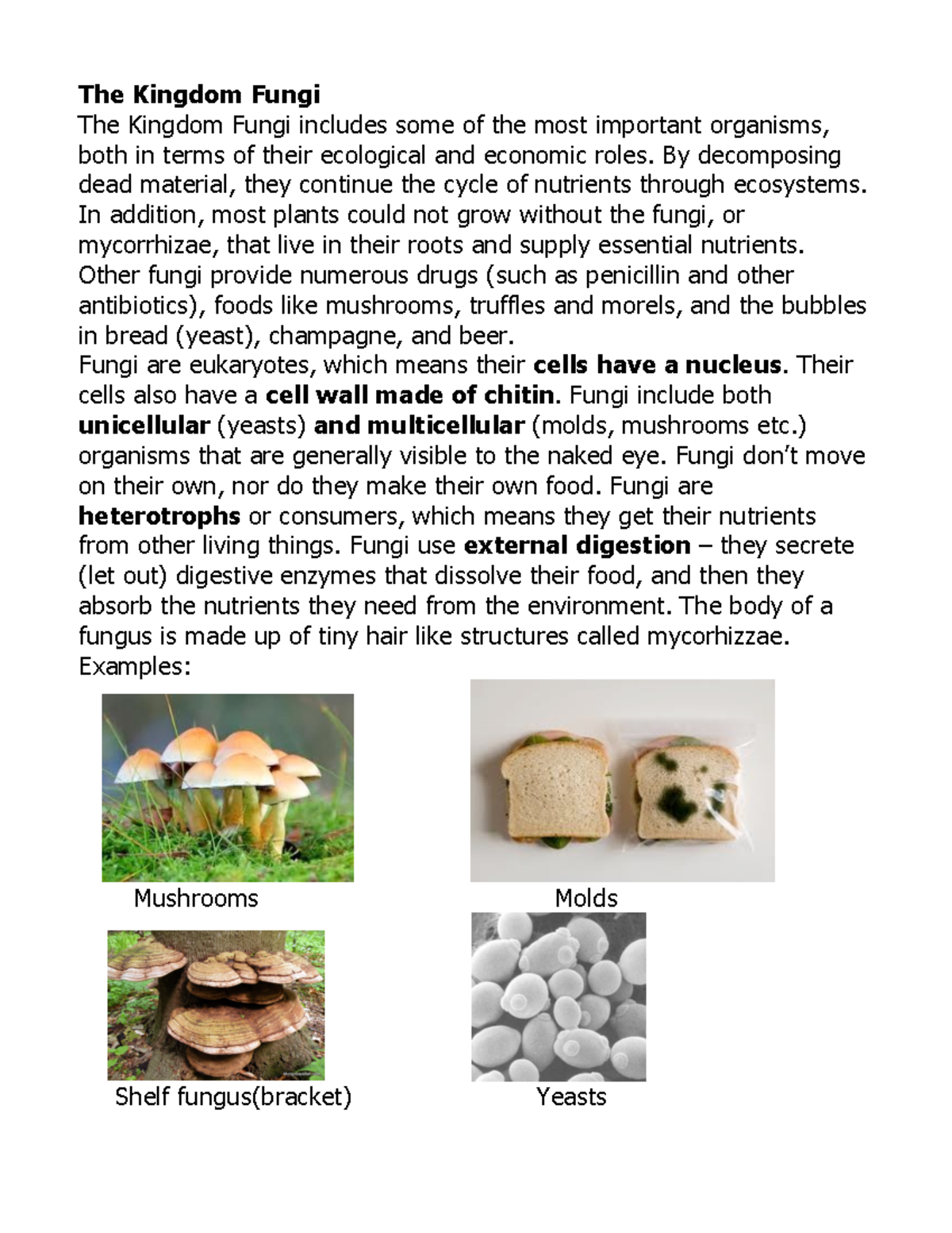 Kingdom Classification Information - The Kingdom Fungi The Kingdom ...