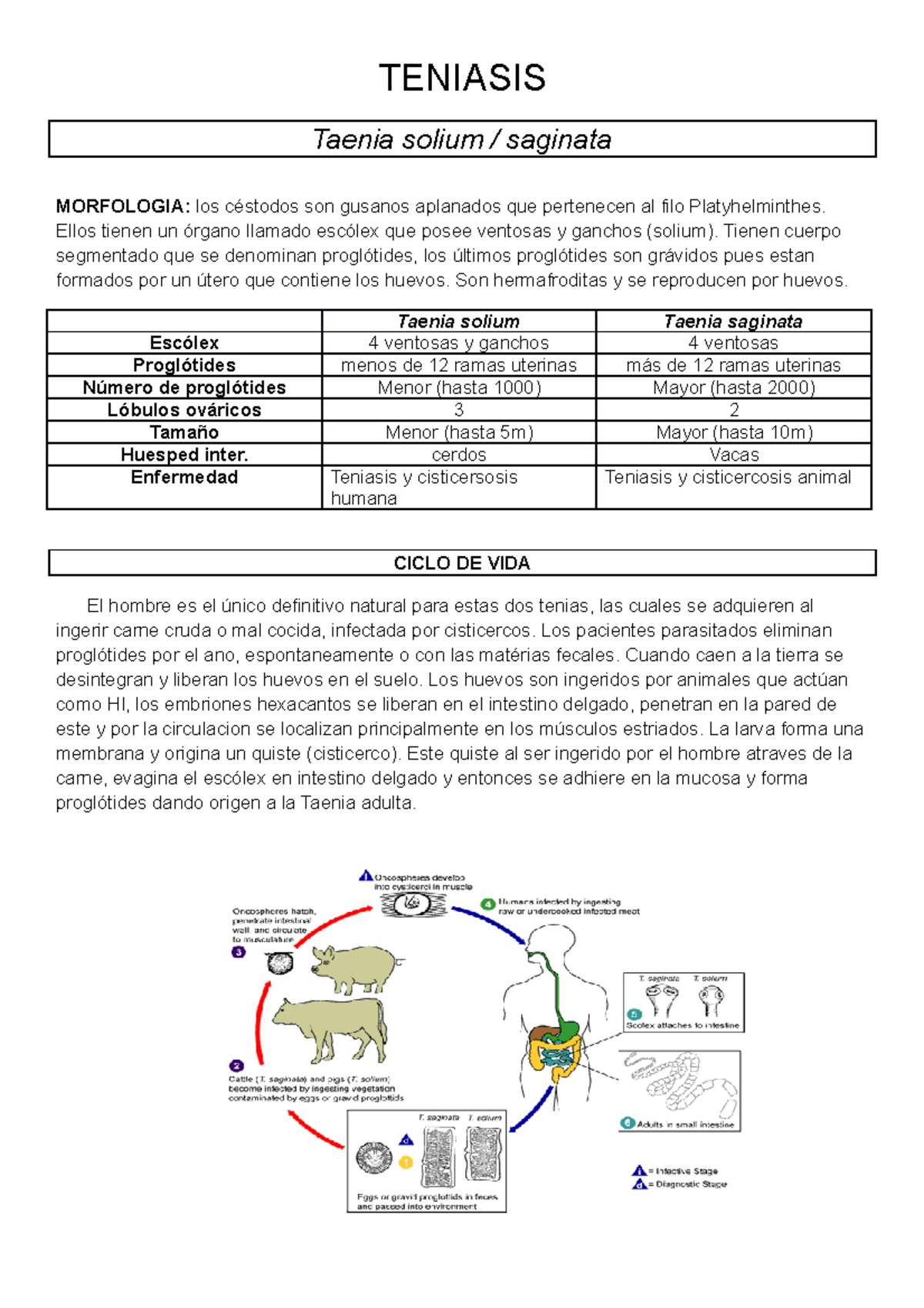 Teniasis - .resumen micro era 1 - TENIASIS Taenia solium / saginata ...