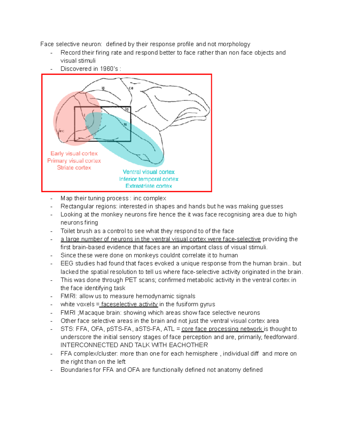 Neuro 2020 FACE processing notes - Face selective neuron: defined by ...
