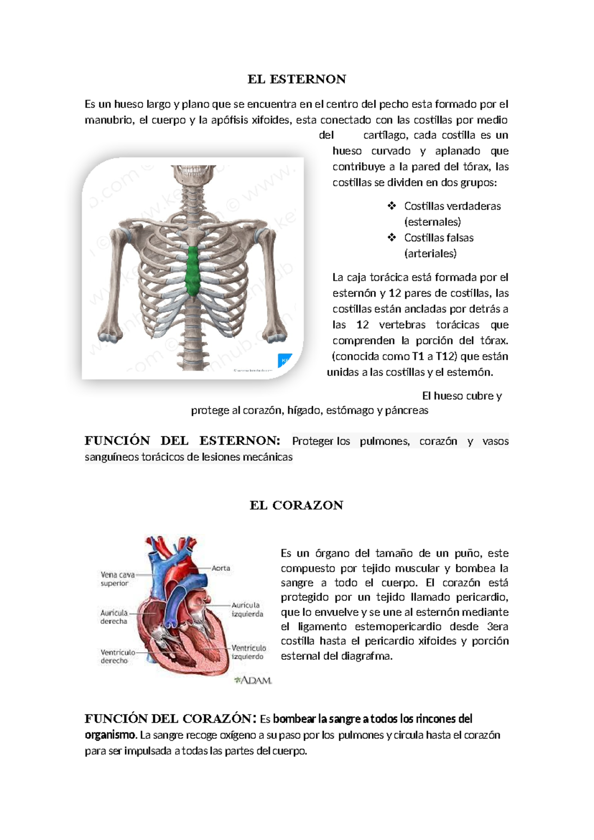 EL Esternon - EL ESTERNON Es un hueso largo y plano que se encuentra en ...
