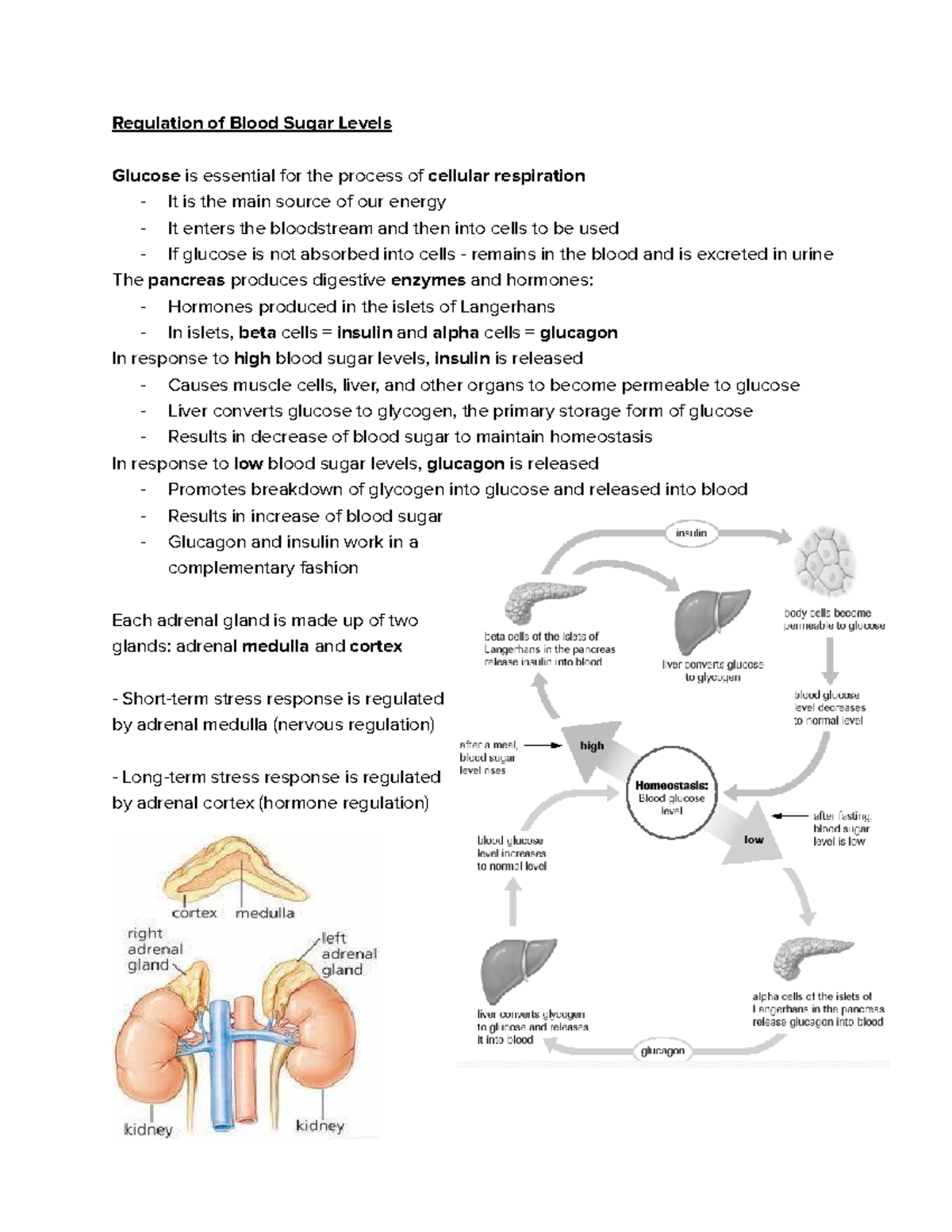 Regulation of Blood Sugar Levels - Regulation of Blood Sugar Levels ...
