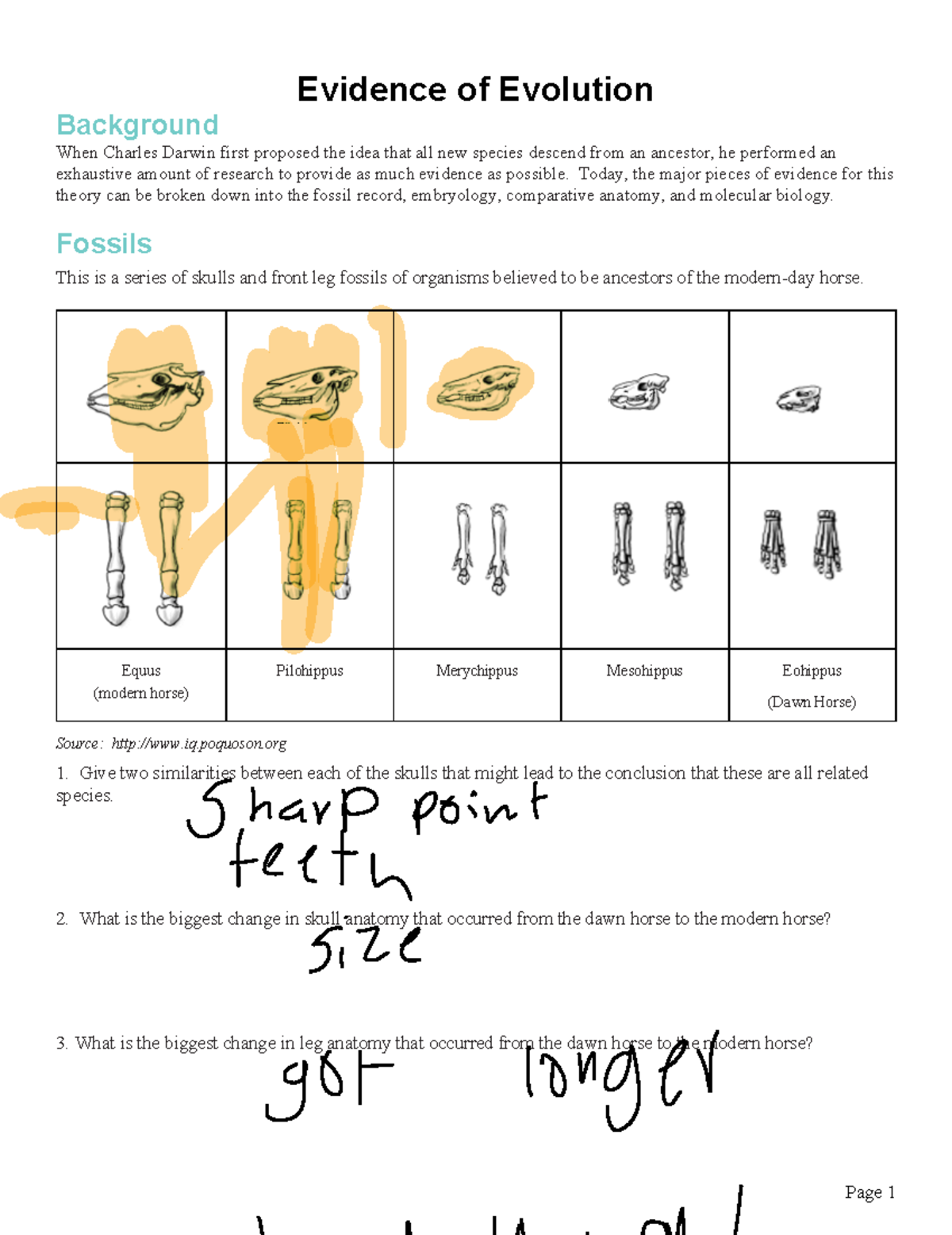 Evidence for Evolution Practice - Evidence of Evolution Background When ...