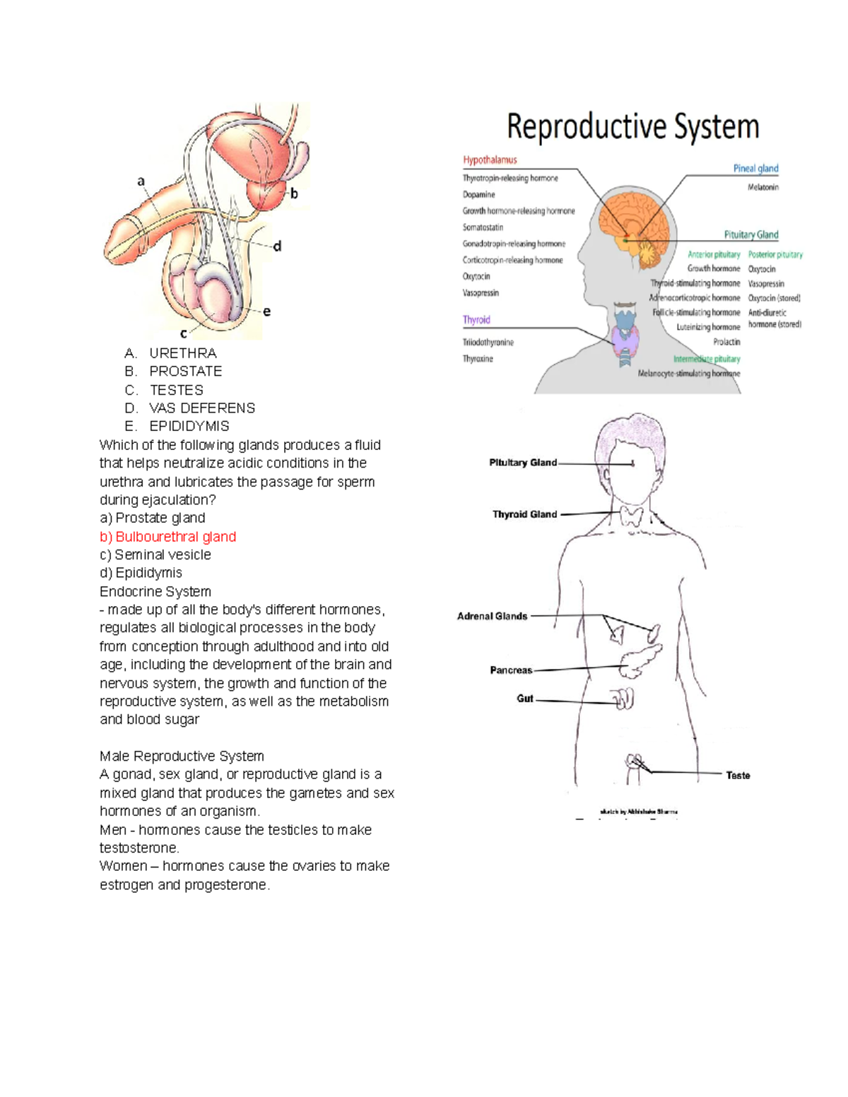 Bio reviewer - A. URETHRA B. PROSTATE C. TESTES D. VAS DEFERENS E ...