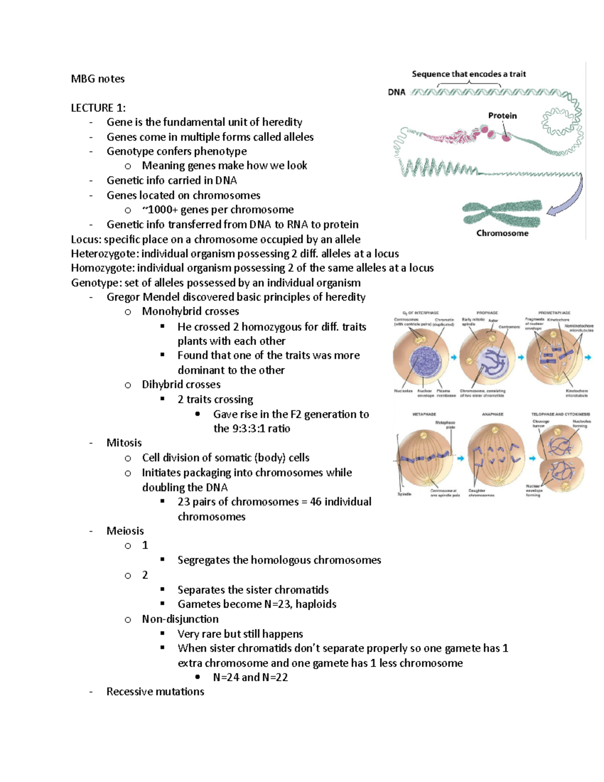 MBG notes Fall 22 - MBG notes LECTURE 1: - Gene is the fundamental unit ...