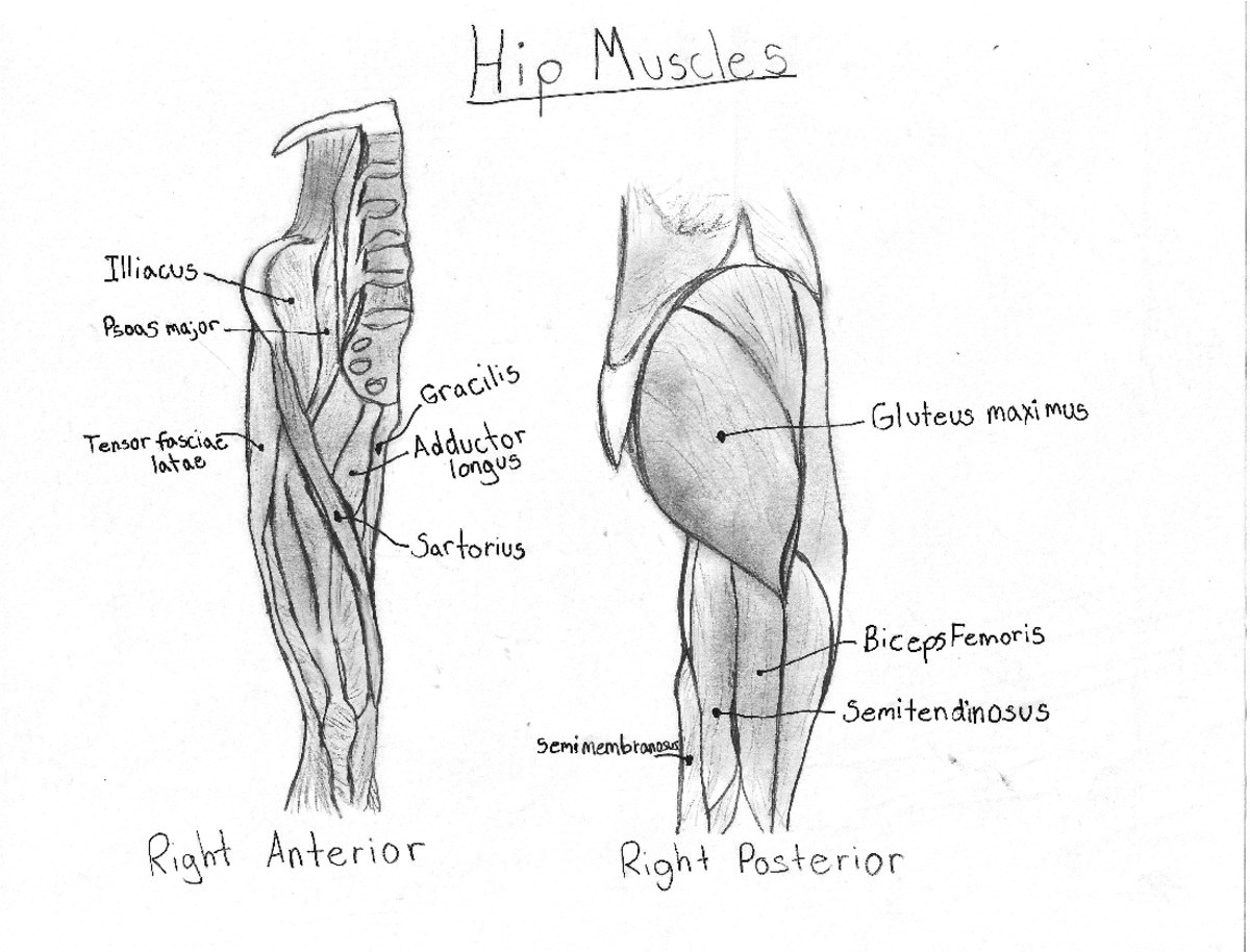 Activity 2 Hip Drawings (Labeled) - BIO-201 - Hip Muscles Illiacus ...