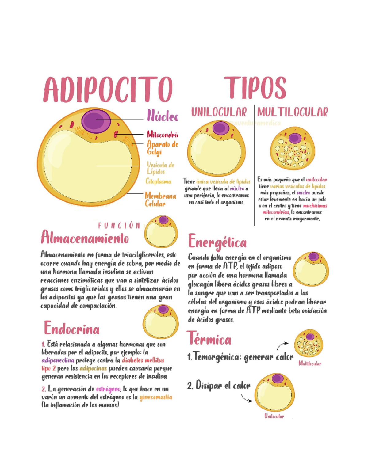 Otros tipos de células - ADIPOCITO TIPOS Núcleo UNILOCULAR MULTILOCULAR ...