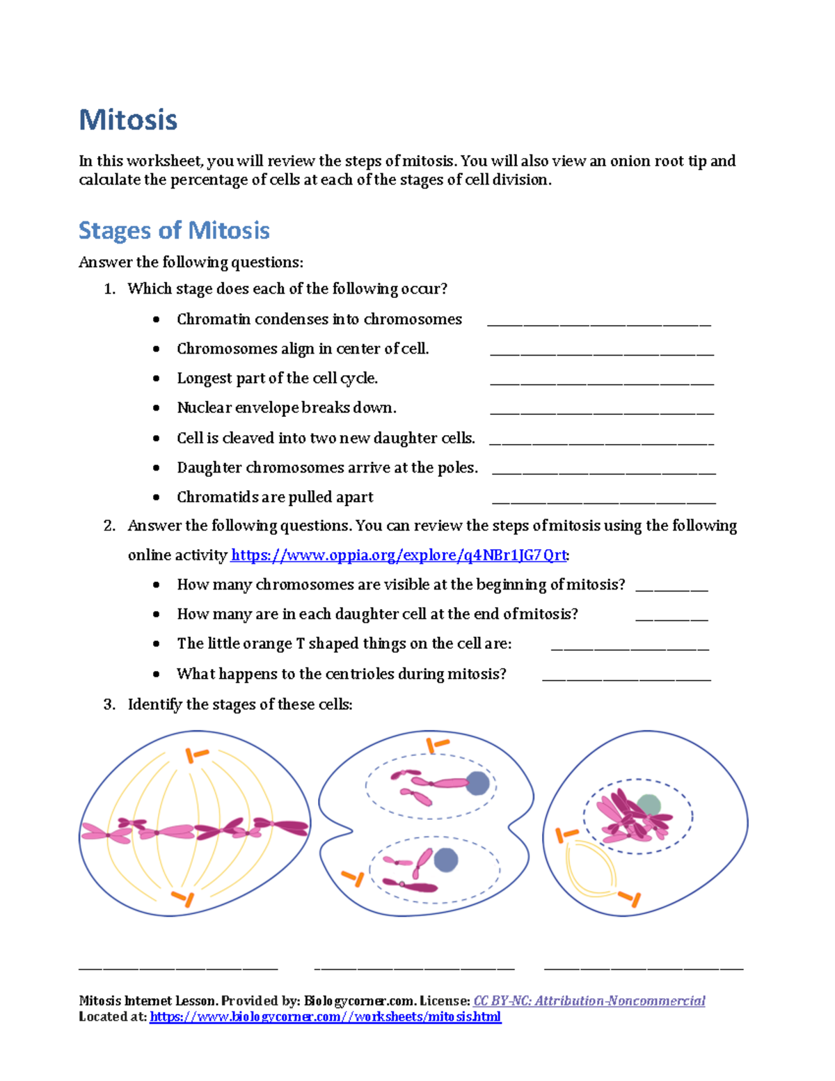 Remediation exam2 - assignment - Mitosis In this worksheet, you will ...