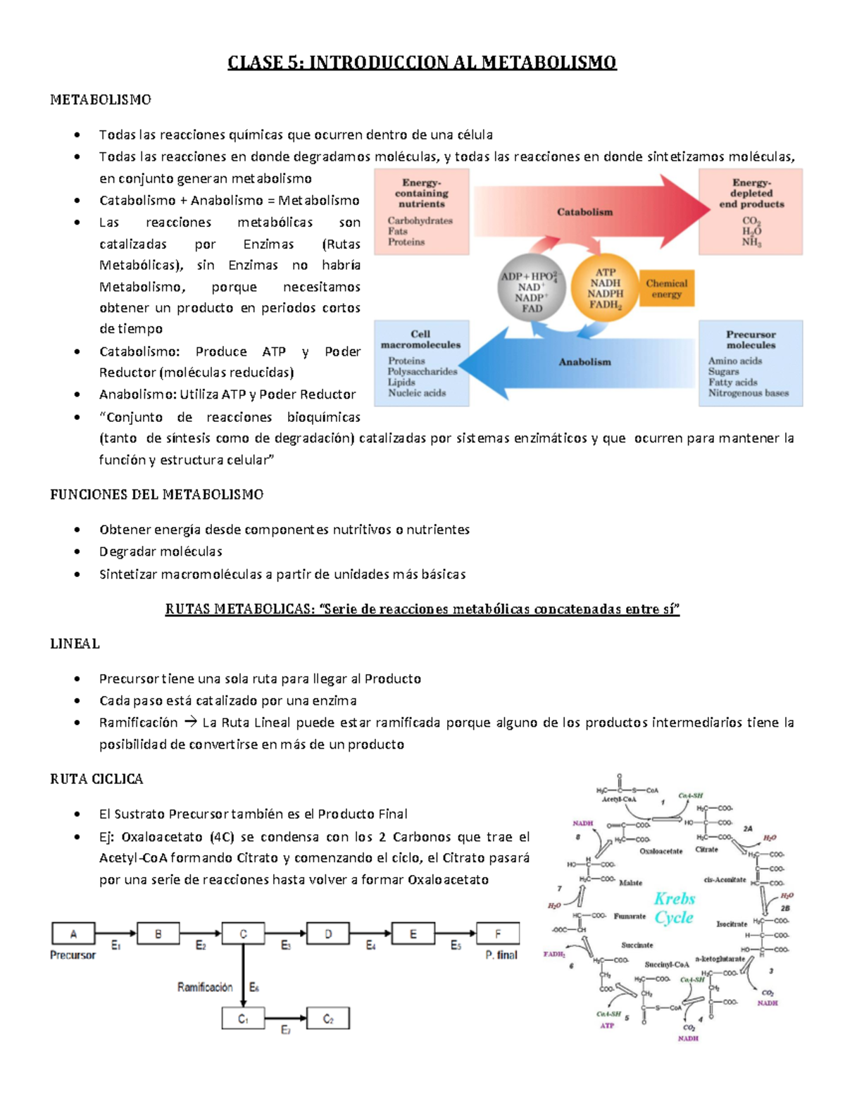 Tipeo Clase 5 Bioquimica Introduccion al Metabolismo - CLASE 5: INTRODUCCION AL METABOLISMO ...