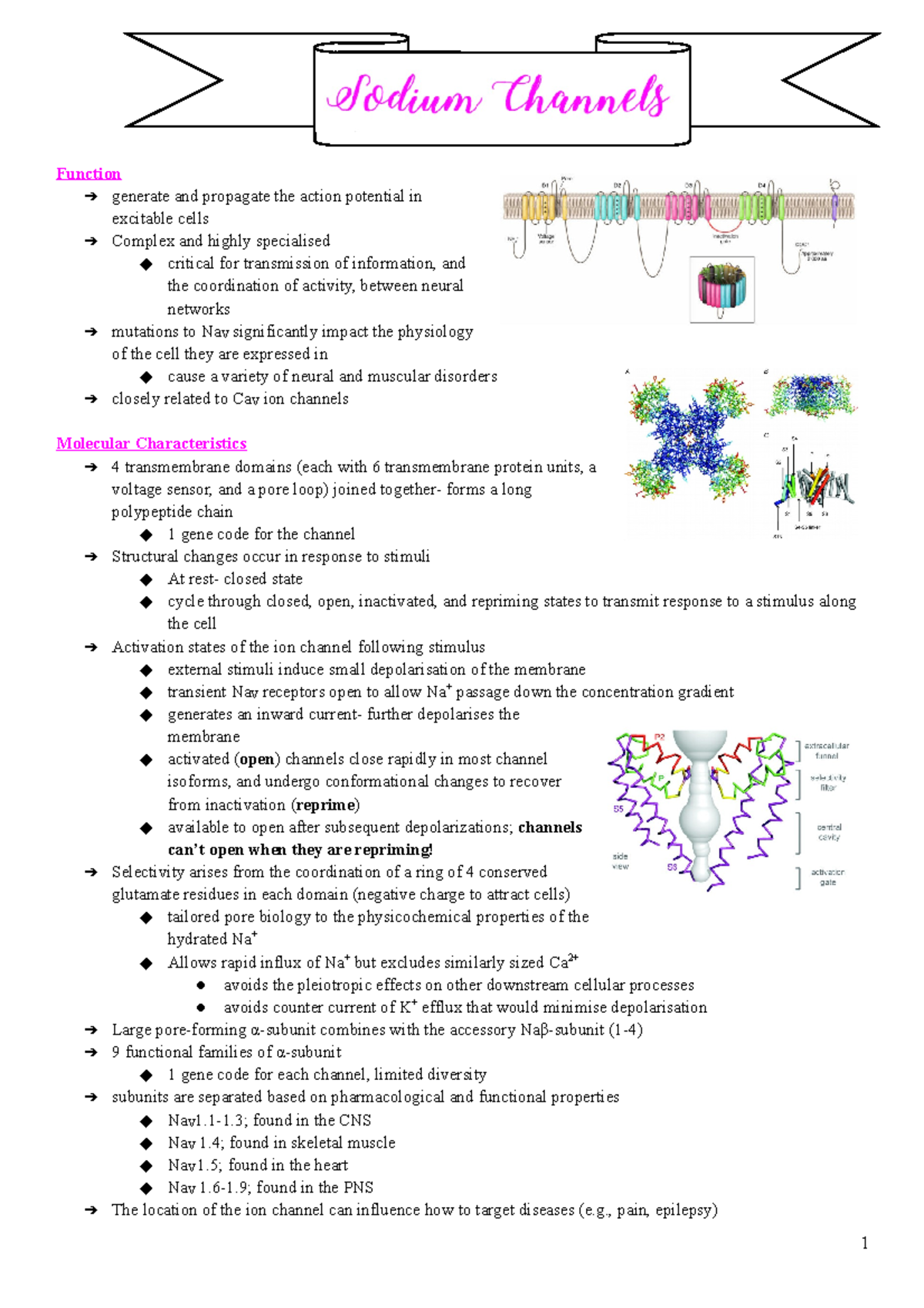 4. CMDT Sodium Ion Channel factsheet - Function generate and propagate ...