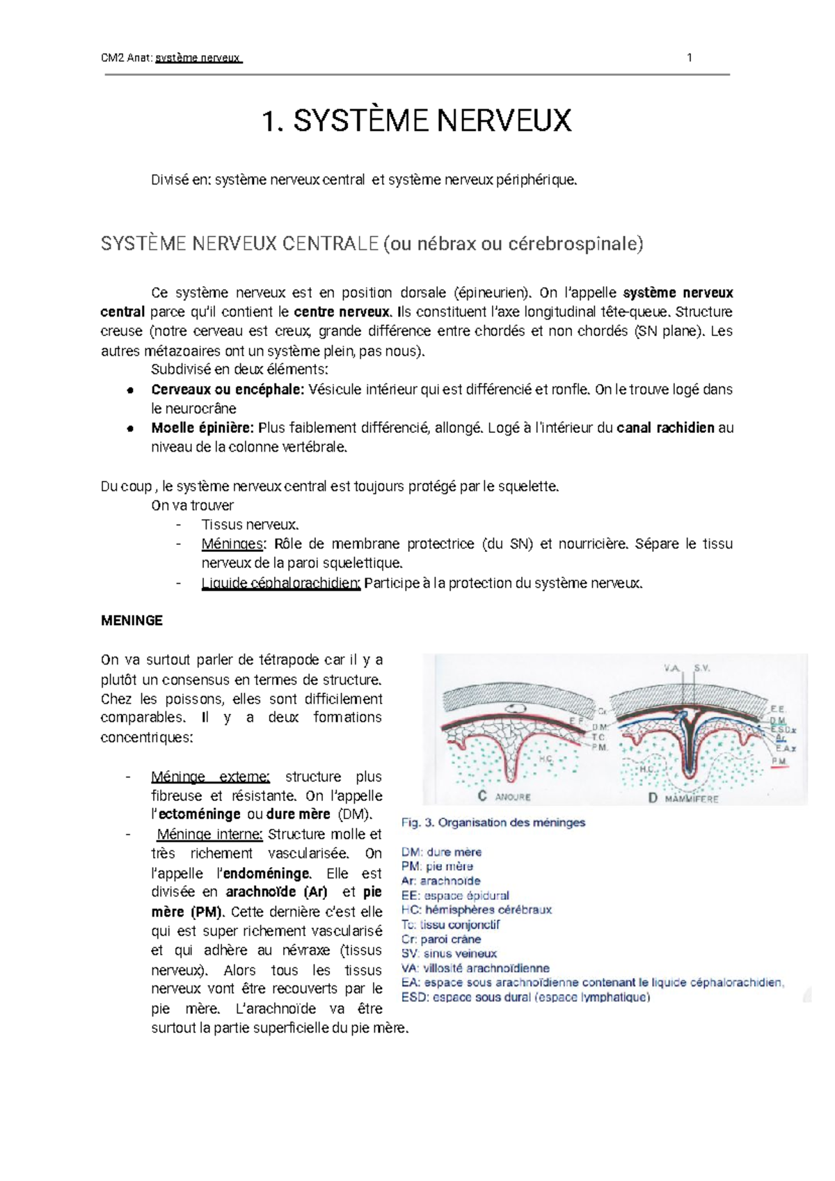 2. Système nerveux - Notes de cours 2 - 1 . SYSTÈME NERVEUX Divisé en ...