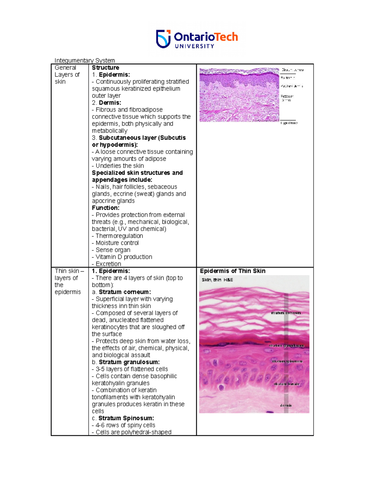 Body System Chart 2020 copy - Integumentary System General Layers of ...