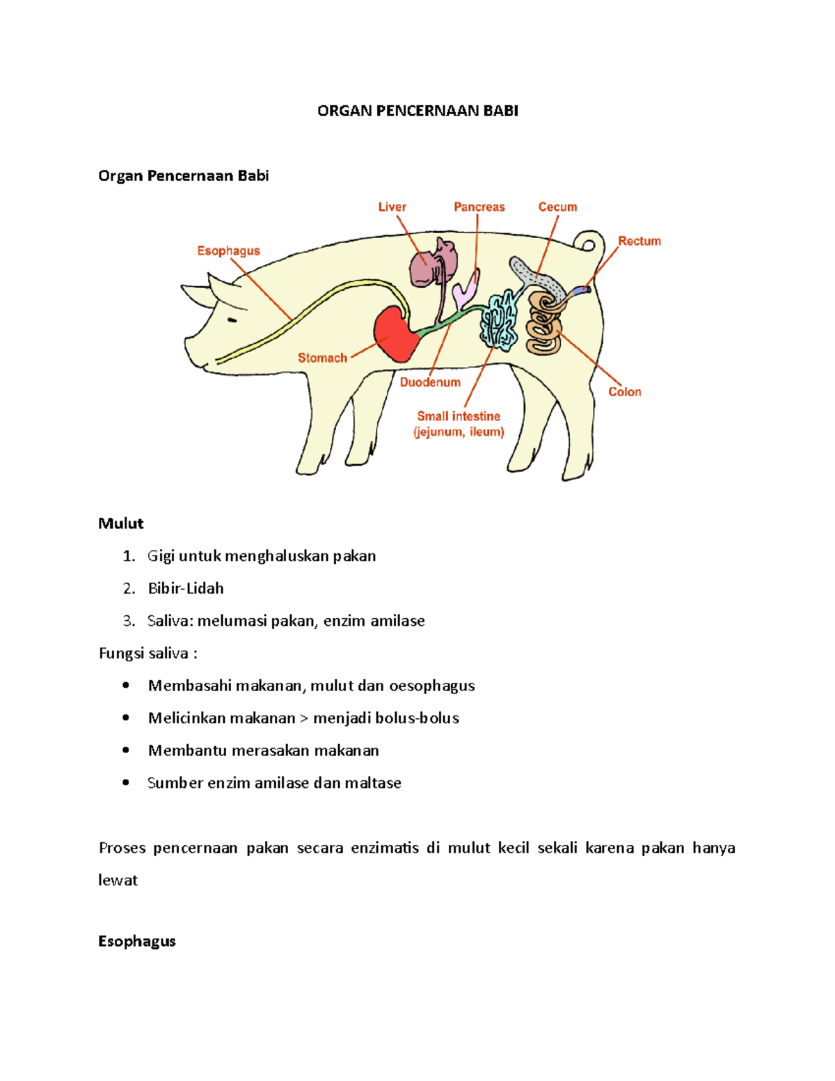 Organ Pencernaan Babi - ORGAN PENCERNAAN BABI Organ Pencernaan Babi ...