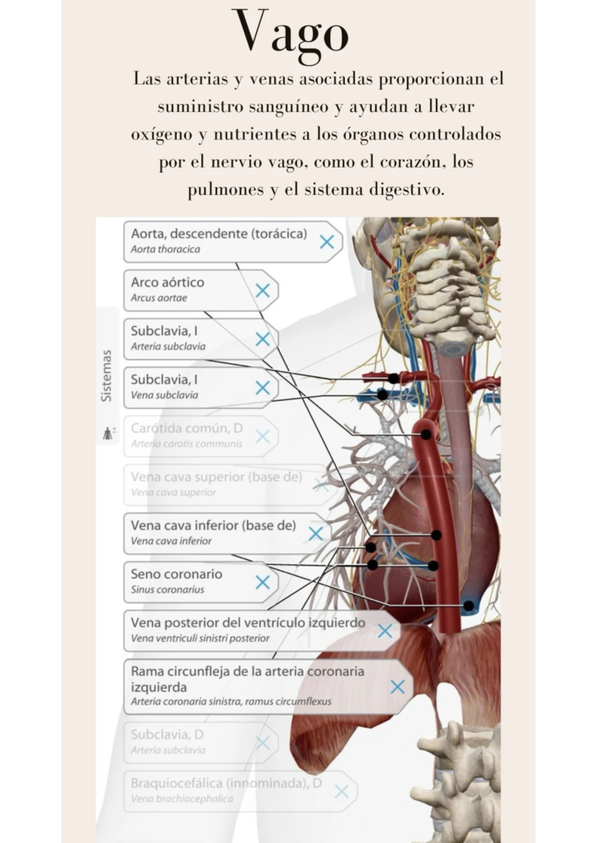 Periodonto - Deberes - Parte 1: Anatomía 1 Anatomía de los tejidos ...