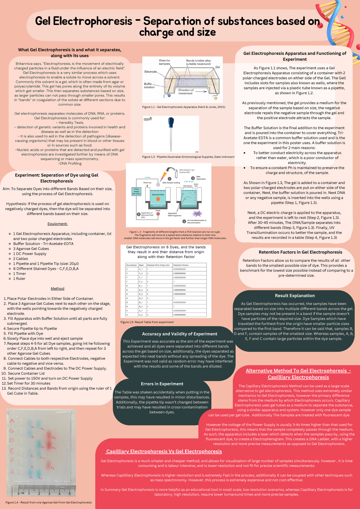 Gel Electrophoresis Poster in Light Pink Brown Hand Drawn Style ...