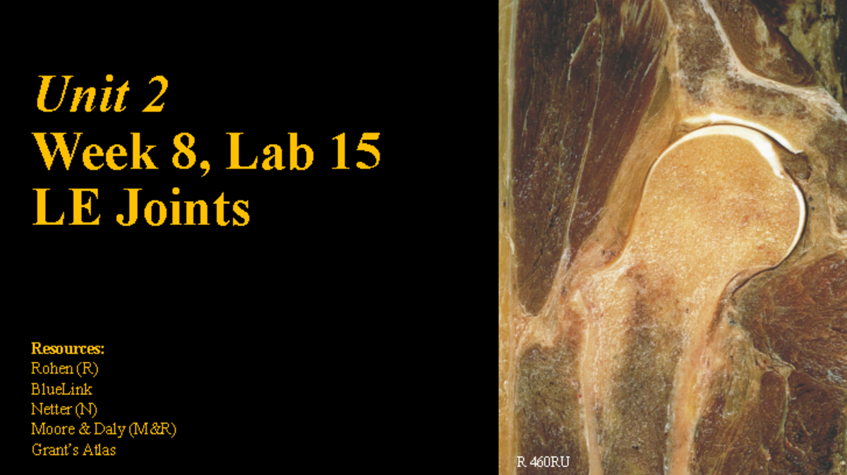 Lab 15 Joints of the Lower Limb Review Slides - Unit 2 Week 8, Lab 15 ...