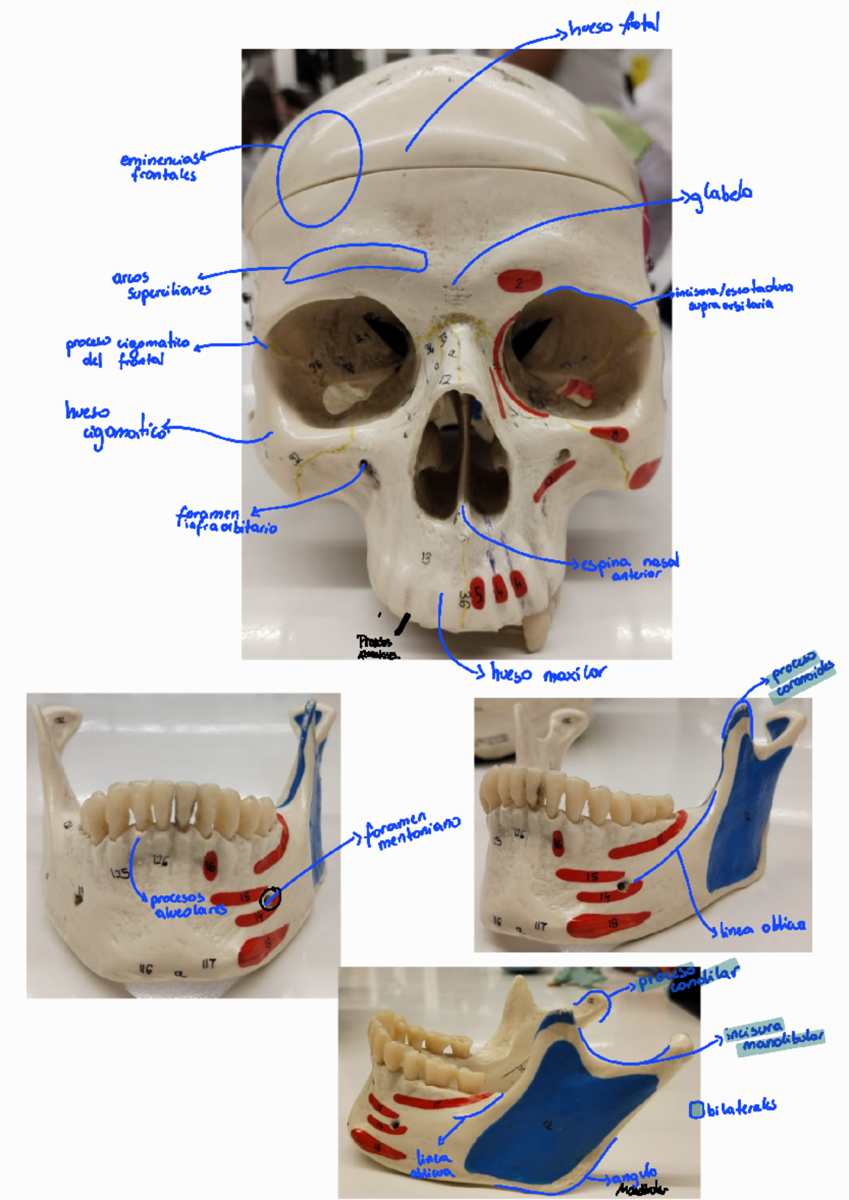 Teo quimica estequiometria - hueso footal eminemiast frontales glabelo ...
