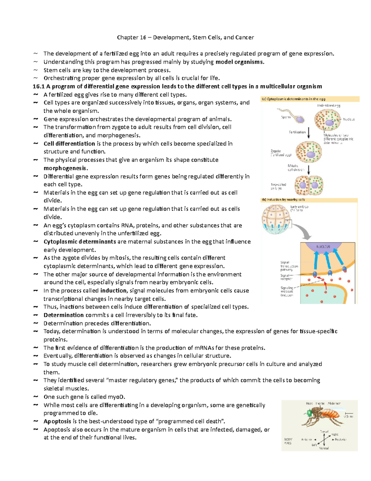 Chapter 16 – Development, Stem Cells, and Cancer - Chapter 16 ...