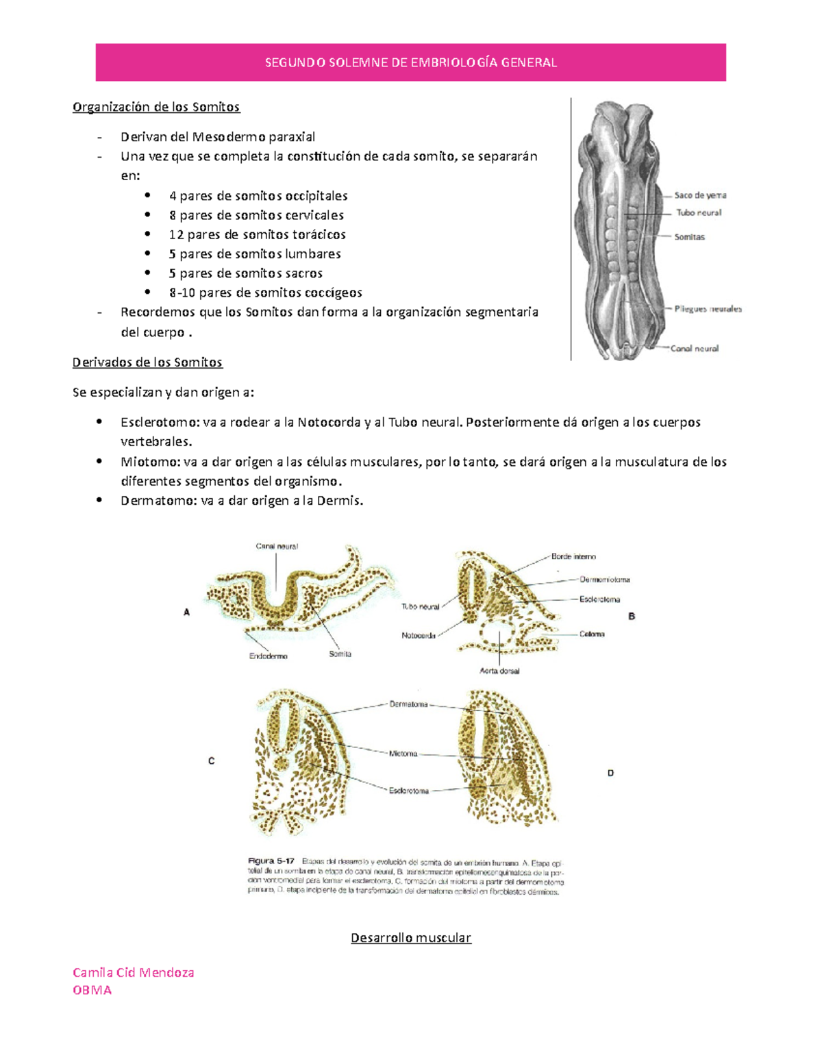 Apunte de Osteomuscular - SEGUNDO SOLEMNE DE EMBRIOLOGÍA GENERAL ...