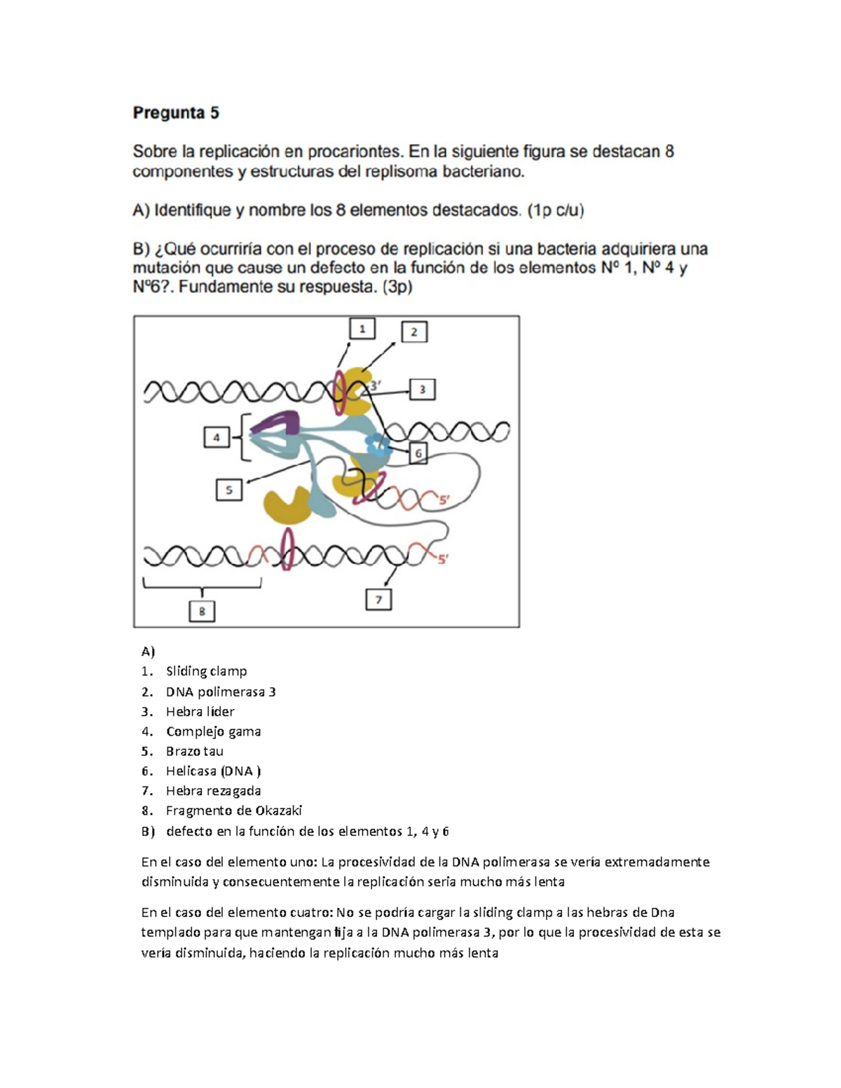 Estudio solemne 1 biomol - A) Sliding clamp DNA polimerasa 3 Hebra ...