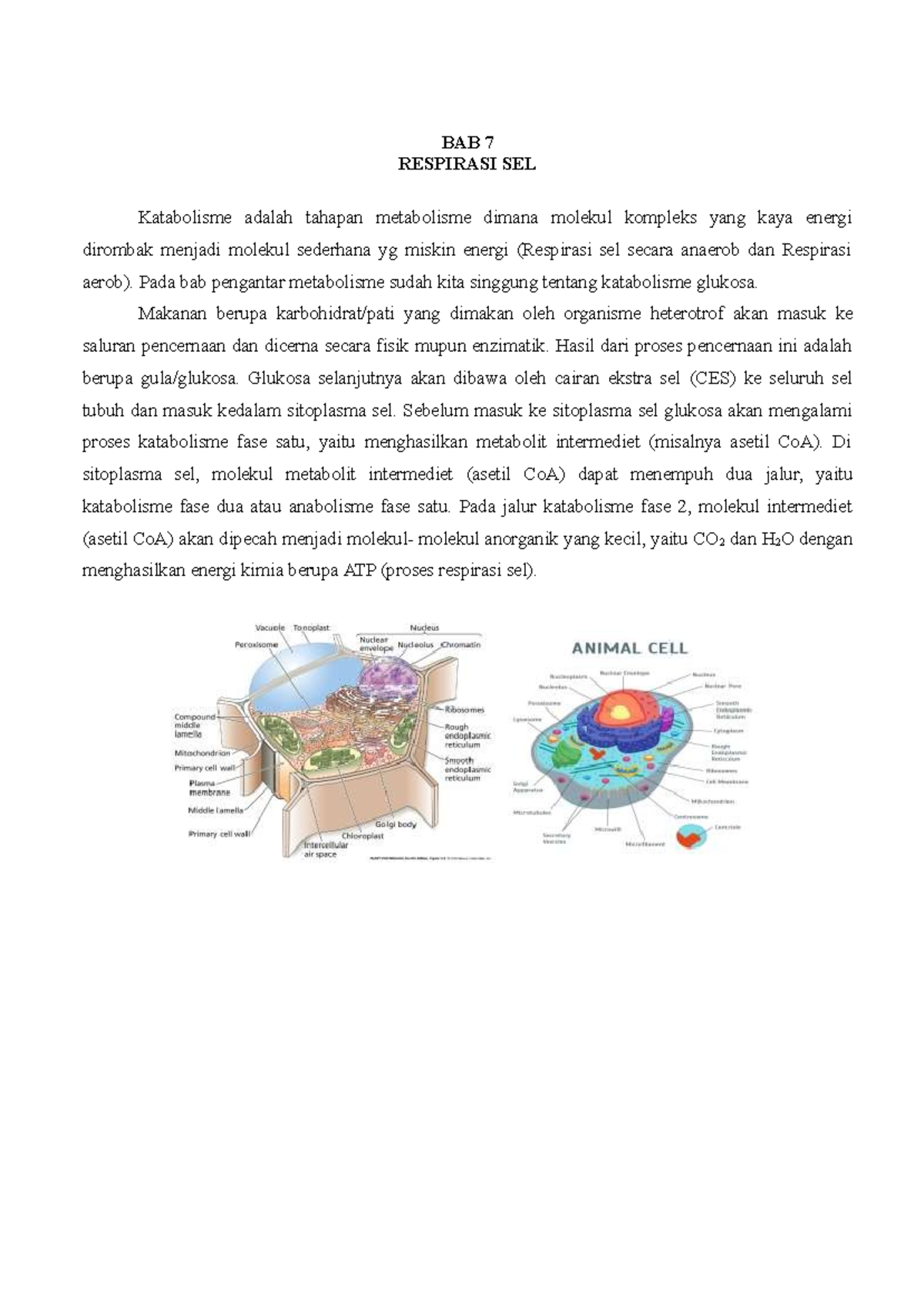 Modul Ajar Biologi Dasar Bab 7 Respirasi Sel Bab 7 Respirasi Sel Katabolisme Adalah Tahapan