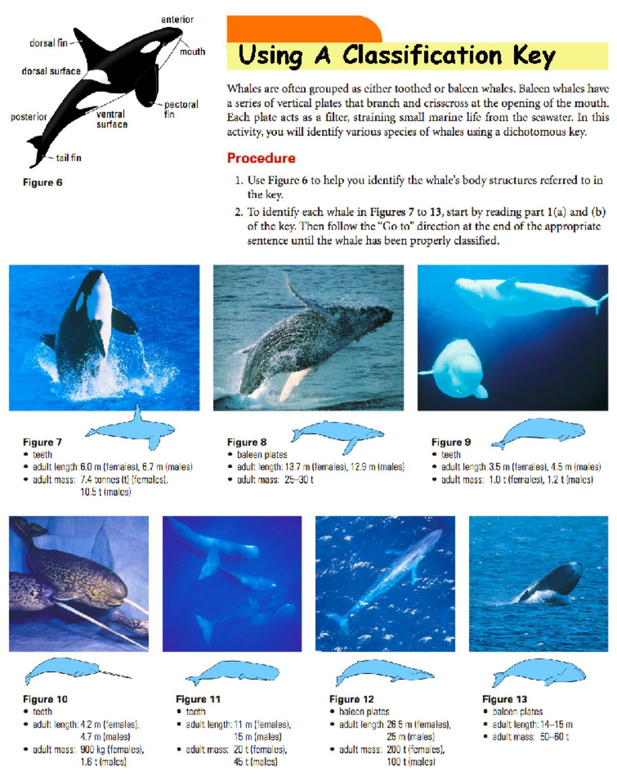Whale Species Identification Using a Classification Key - anterior ...