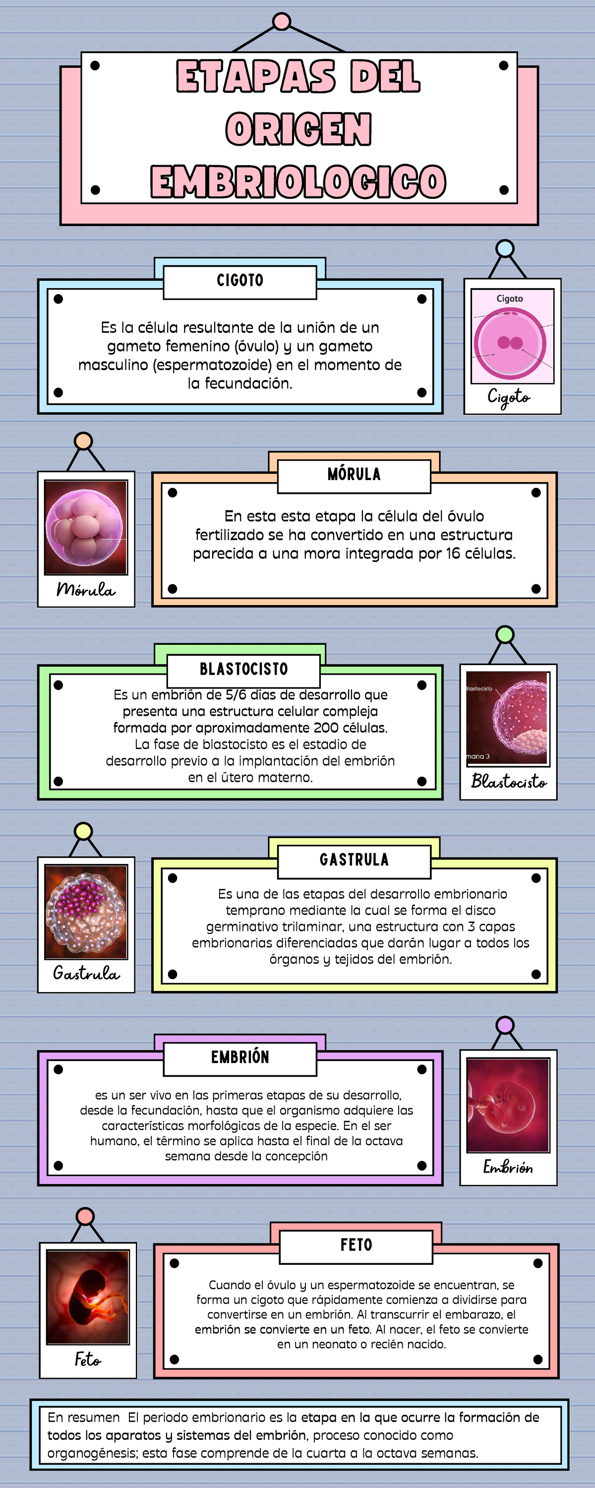 Tarea Biolo - cigoto mórula blastocisto gastrula embrión feto ETAPAS ...