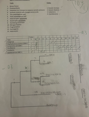 Lab 5 Plants Cladogram 2022 - Cladogram Lab 5 - Plant Diversity Traits ...