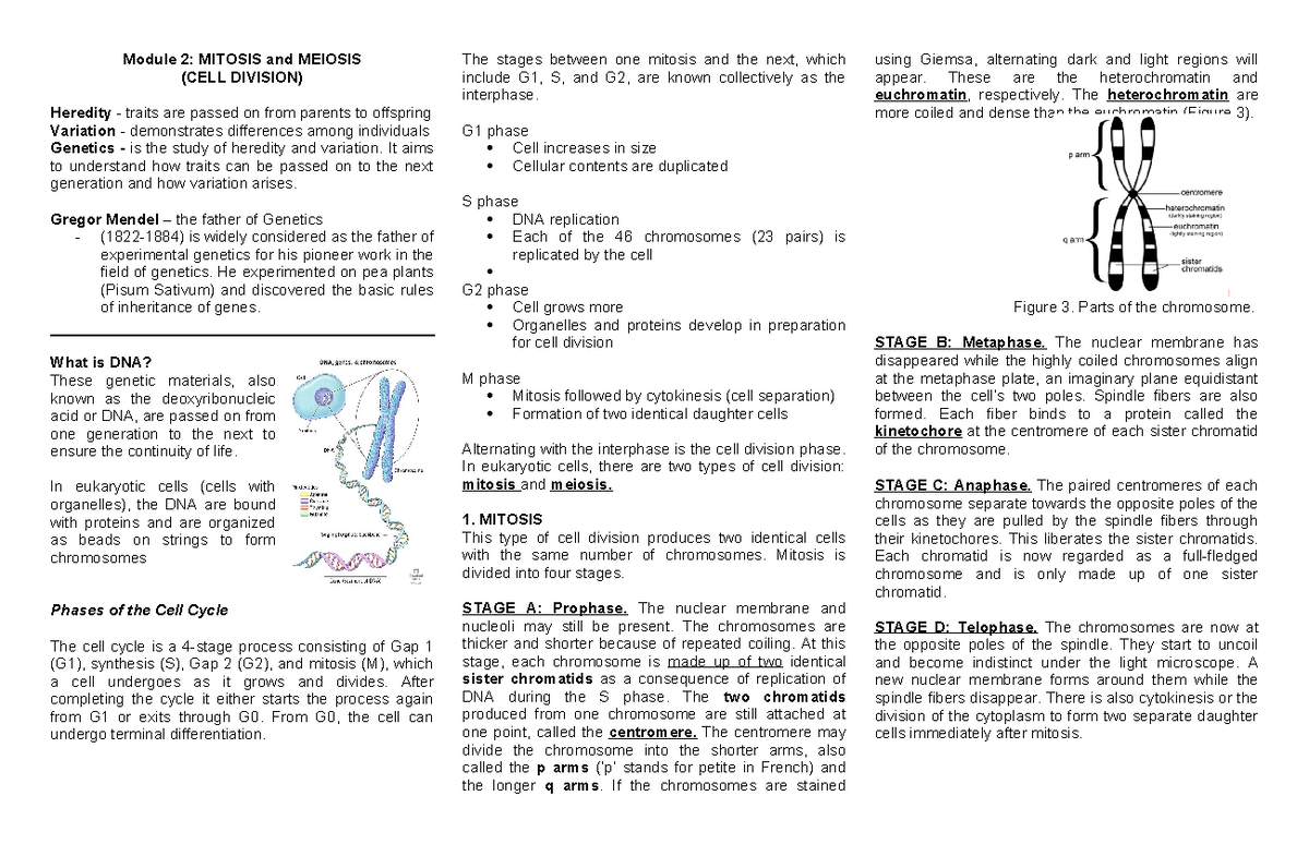 Module-2-Mitosis-and-Meiosis - Module 2: MITOSIS and MEIOSIS (CELL ...