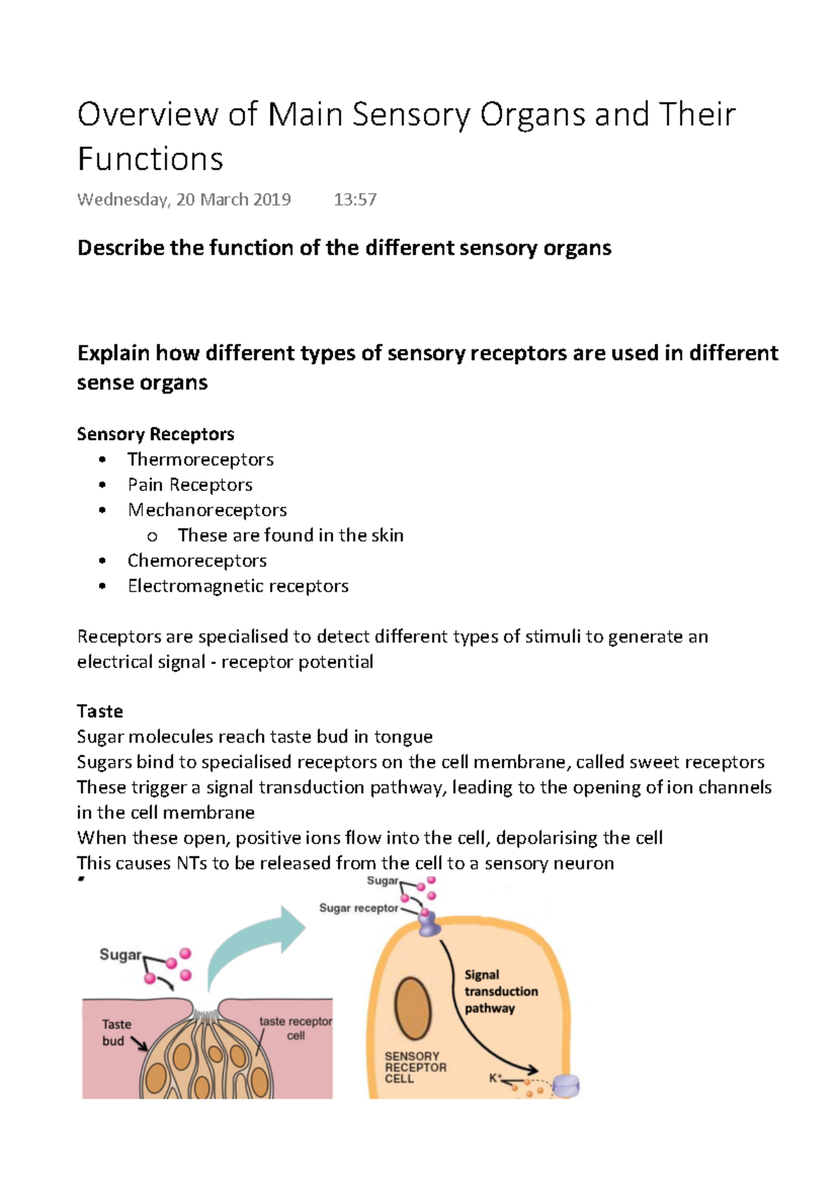 Overview Of Main Sensory Organs And Their Functions Describe The