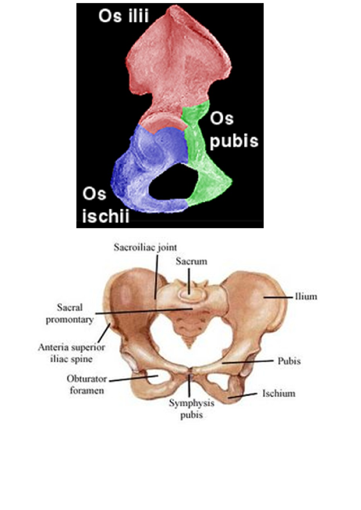 Anatomie fotos Onderste Extremiteiten - Os ilii Os pubis Os ischii ...