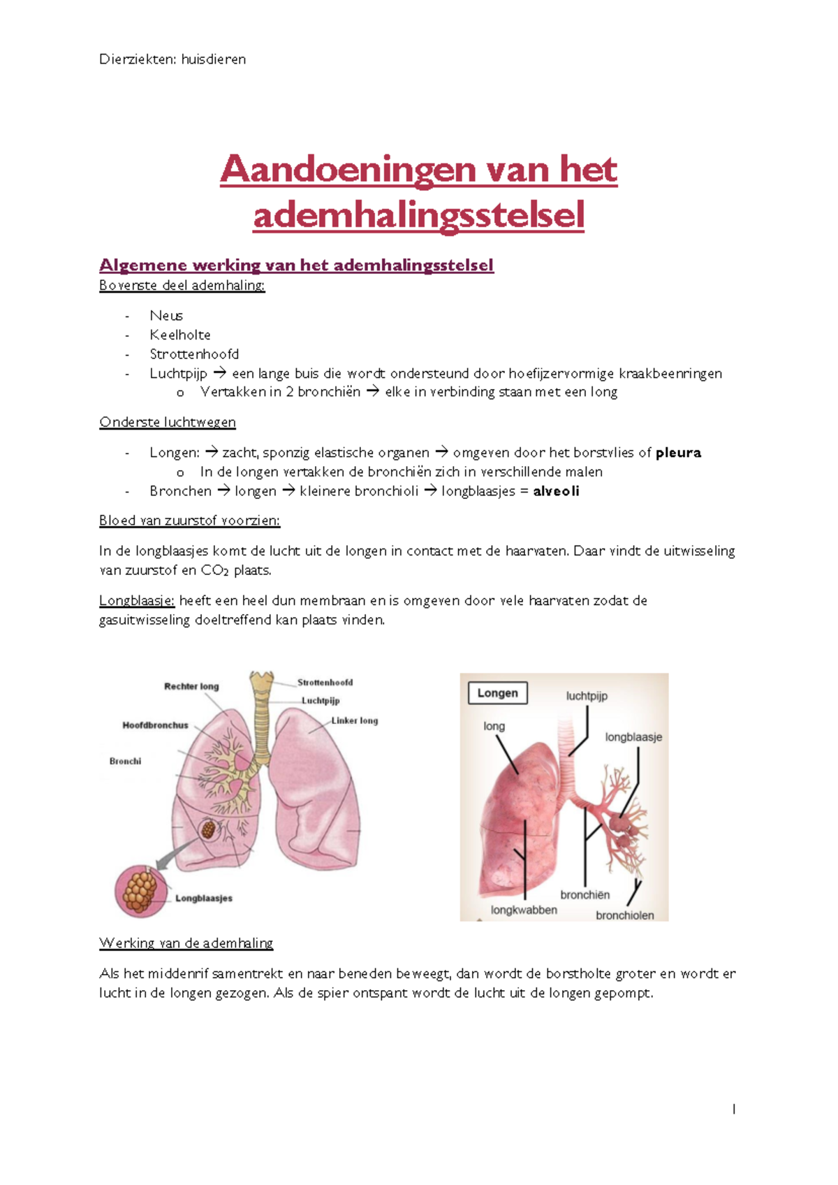 Aandoeningen van het ademhalingsstelsel - Aandoeningen van het ...