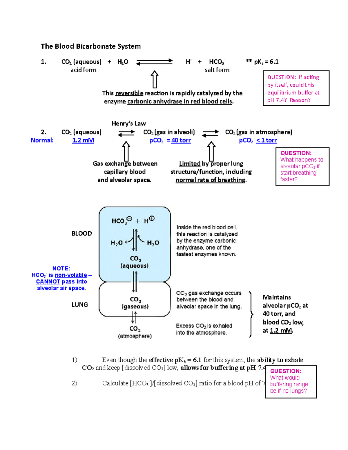 Chem110 The Blood Bicarbonate System - The Blood Bicarbonate System CO ...