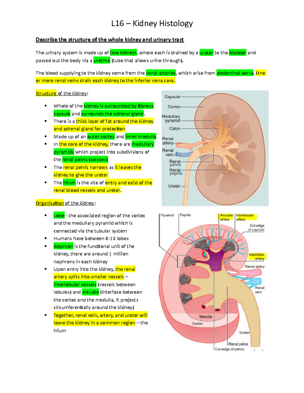 Kidney Structure and Histology - Studocu