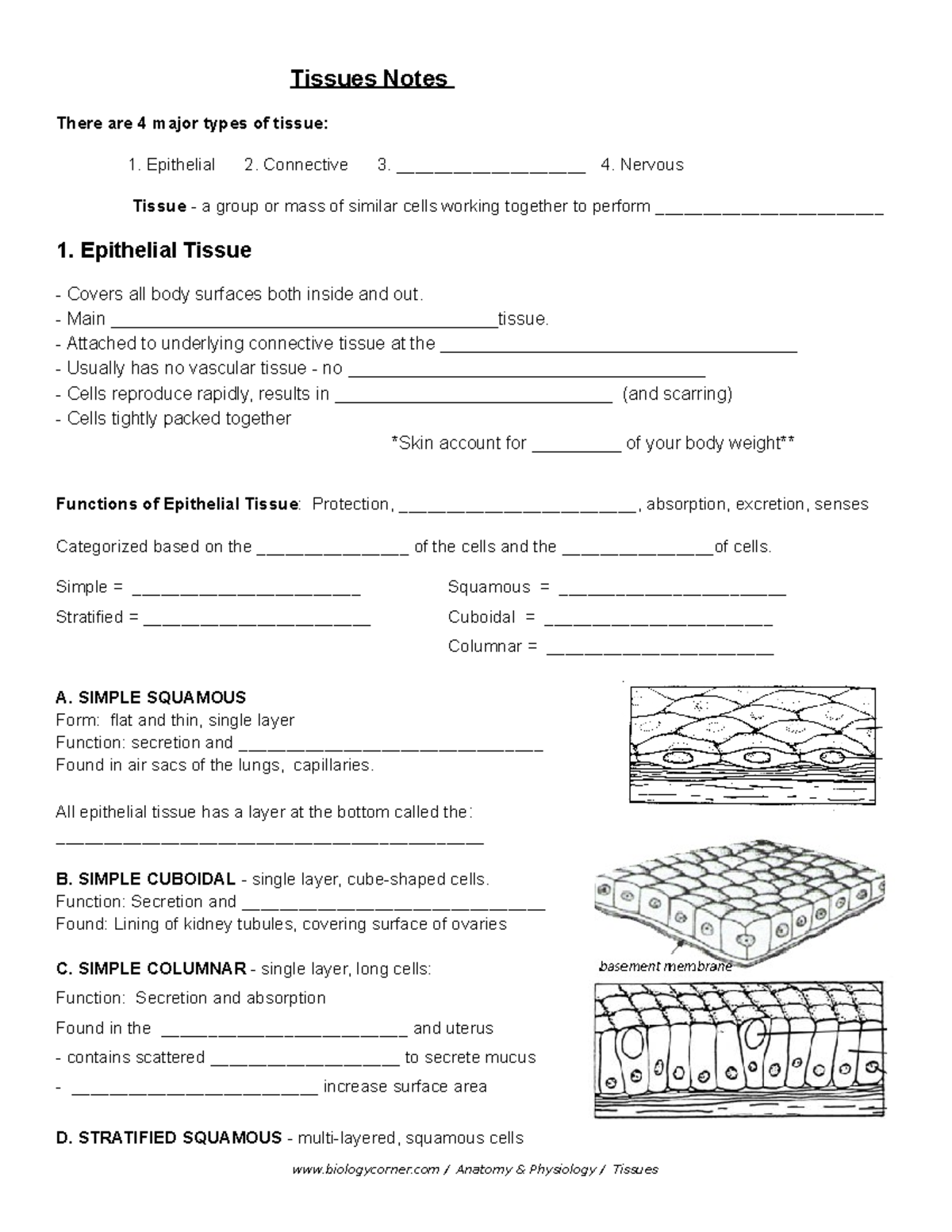 Tissue Notes Handout 2022 - Tissues Notes There are 4 major types of ...