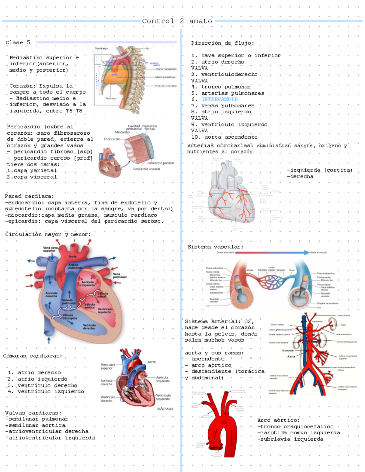 Control 2 anatomía humana - Control 2 anato Clase 5 Mediastino superior ...