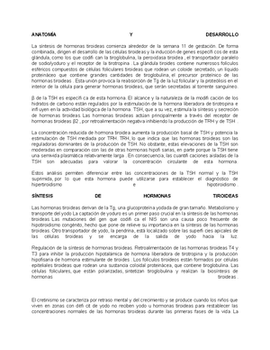 Trastornos de la glándula tiroides - La glándula tiroides produce las ...