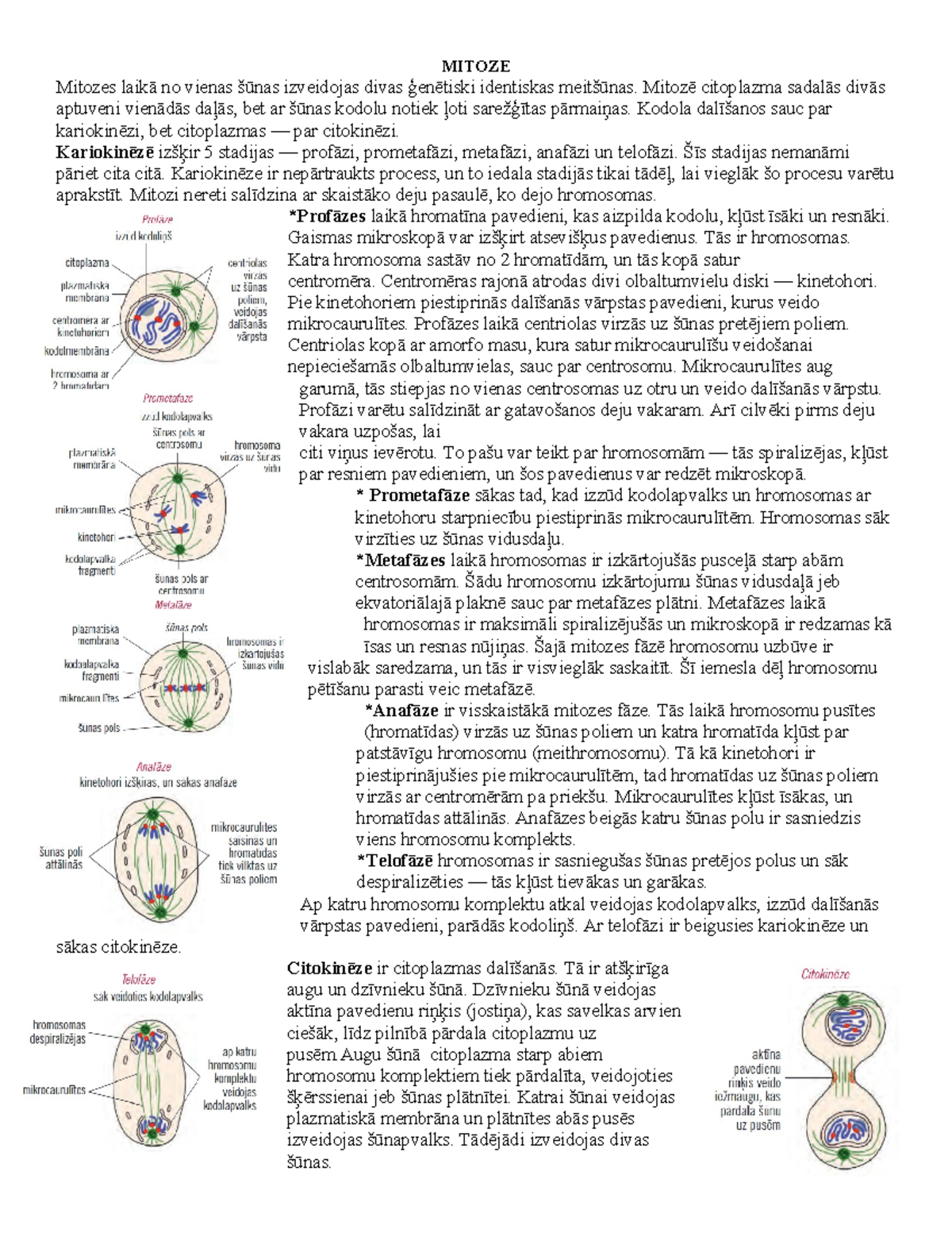 Info mitoze - MITOZE Mitozes laikā no vienas šūnas izveidojas divas ...