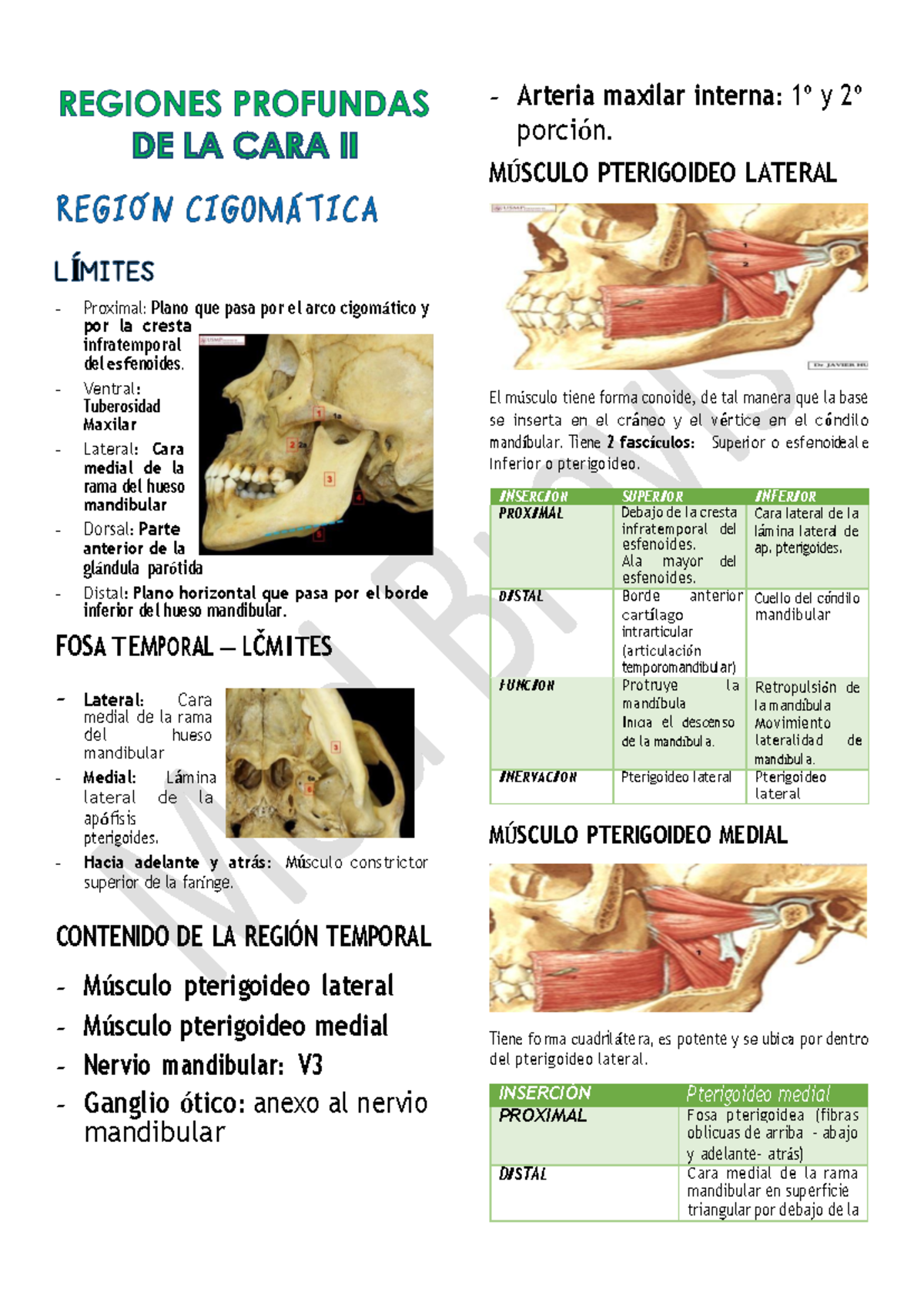 Tema 5. Regiones Profundas DE LA CARA II - Proximal: Plano que pasa por ...