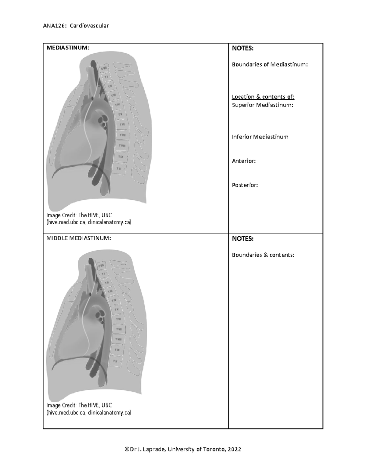 Cardiovascular I 2022 - for anatomy - MEDIASTINUM: Image Credit: The ...