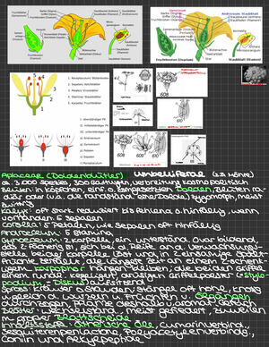 Bauanleitung: Pflanzenpresse - Bauanleitung eine Pflanzenpresse Wenn ...