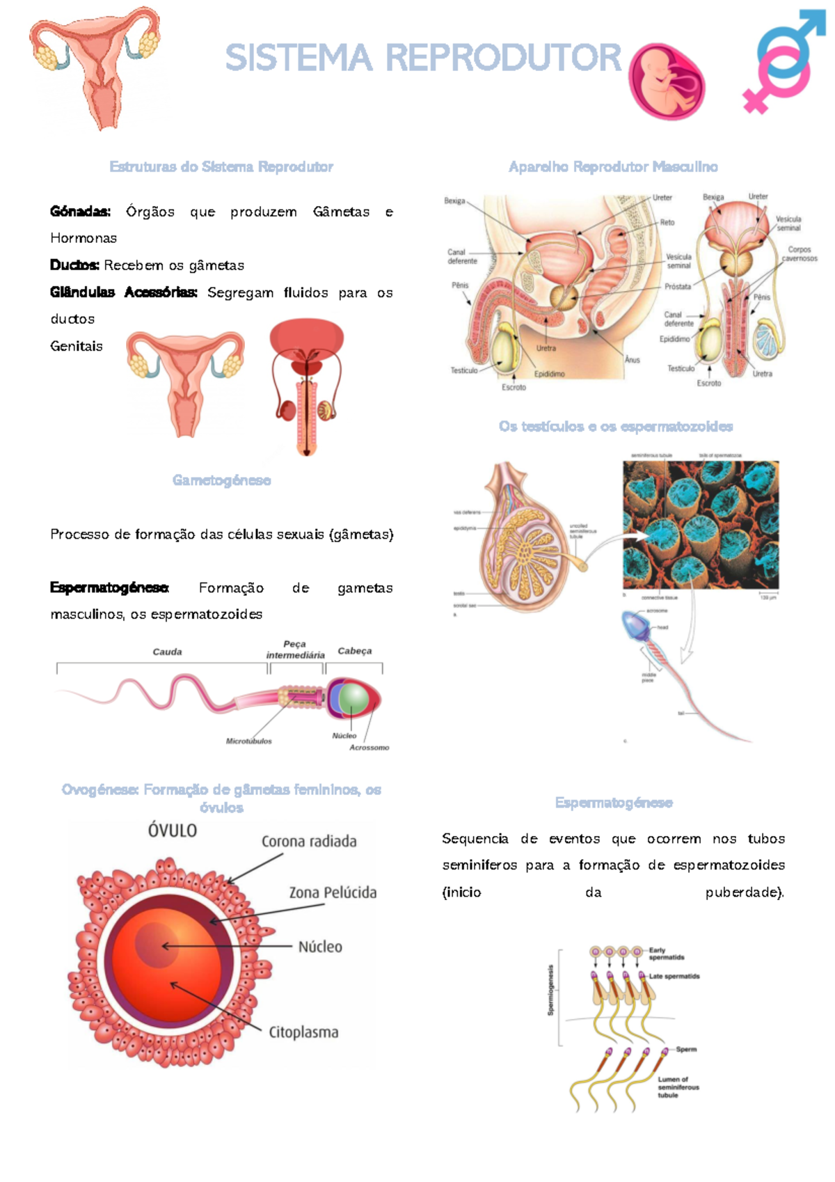 Sistema Reprodutor BIOENVII - Estruturas do Sistema Reprodutor Gónadas ...