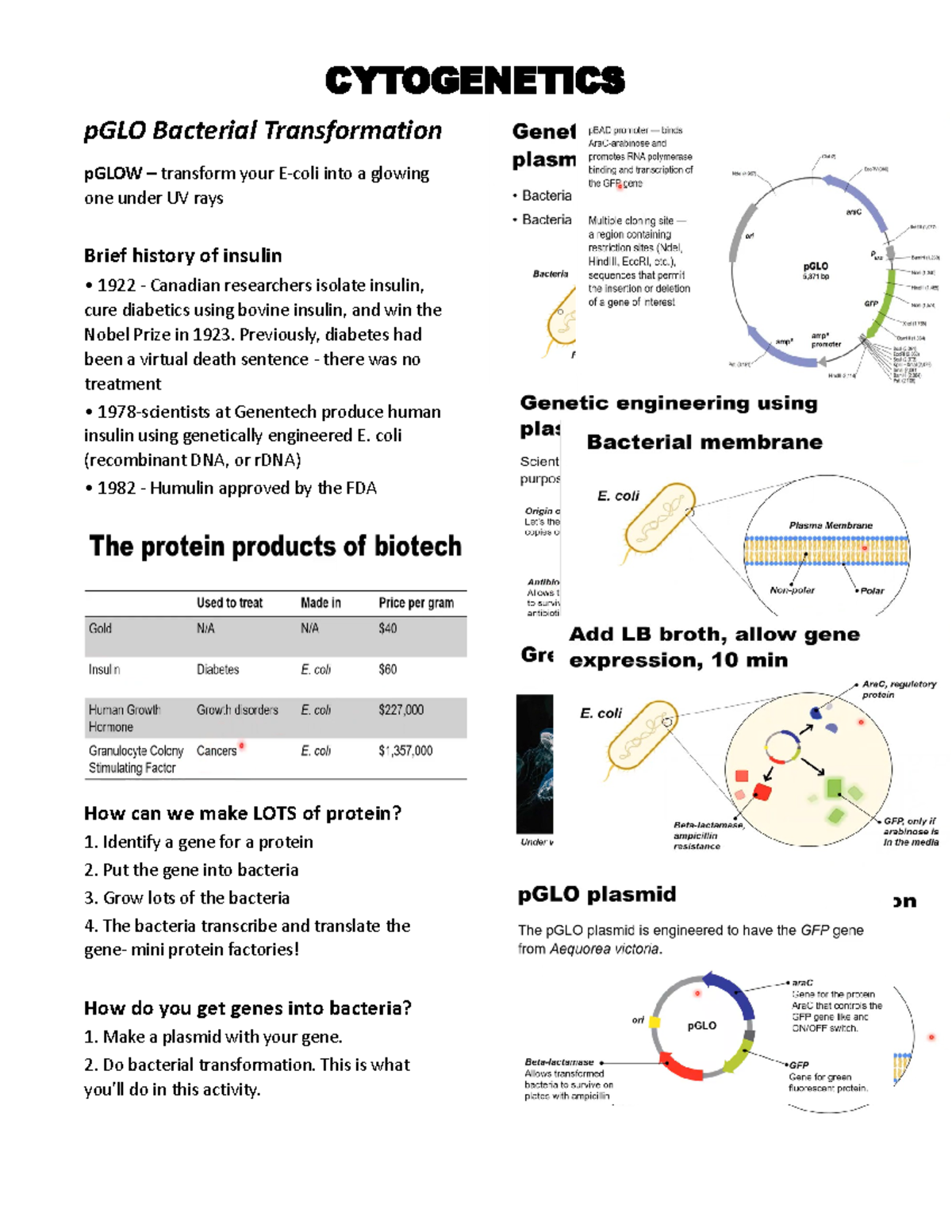 CYTO-Bacterial Transformation - CYTOGENETICS pGLO Bacterial ...