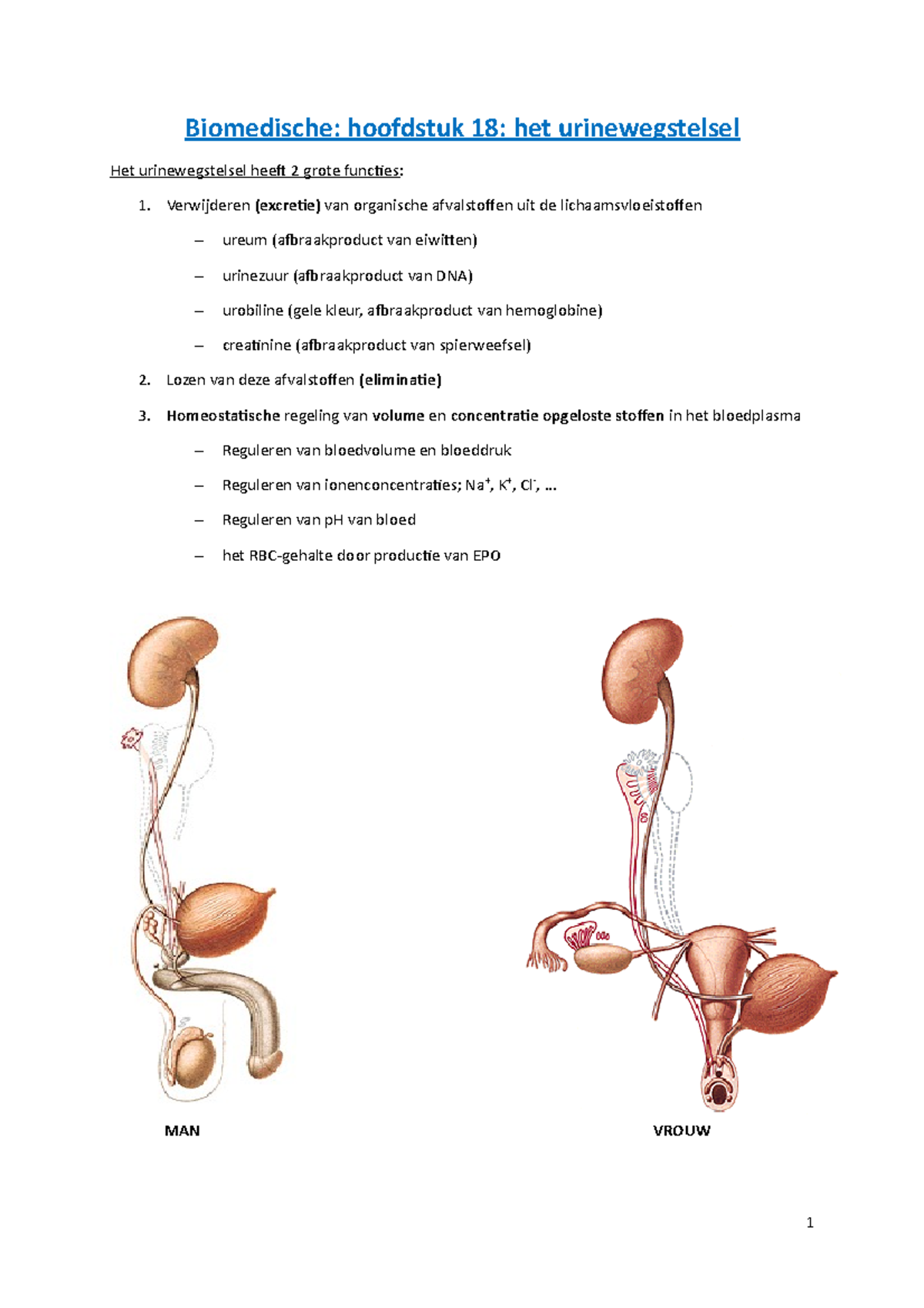 Biomedische het urinair stelsel - Biomedische: hoofdstuk 18: het ...