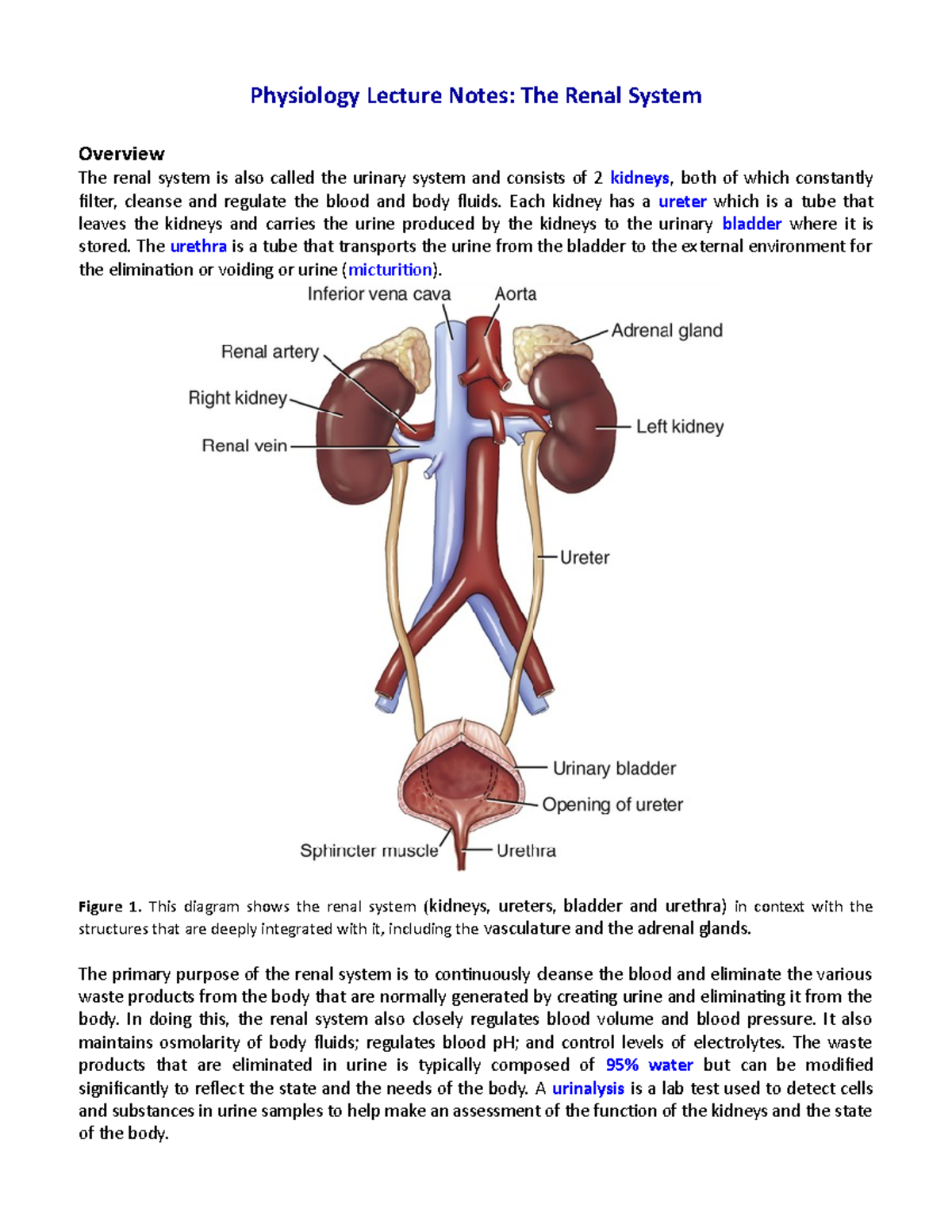 Renal Physiol Lect - Physiology Lecture Notes: The Renal System ...