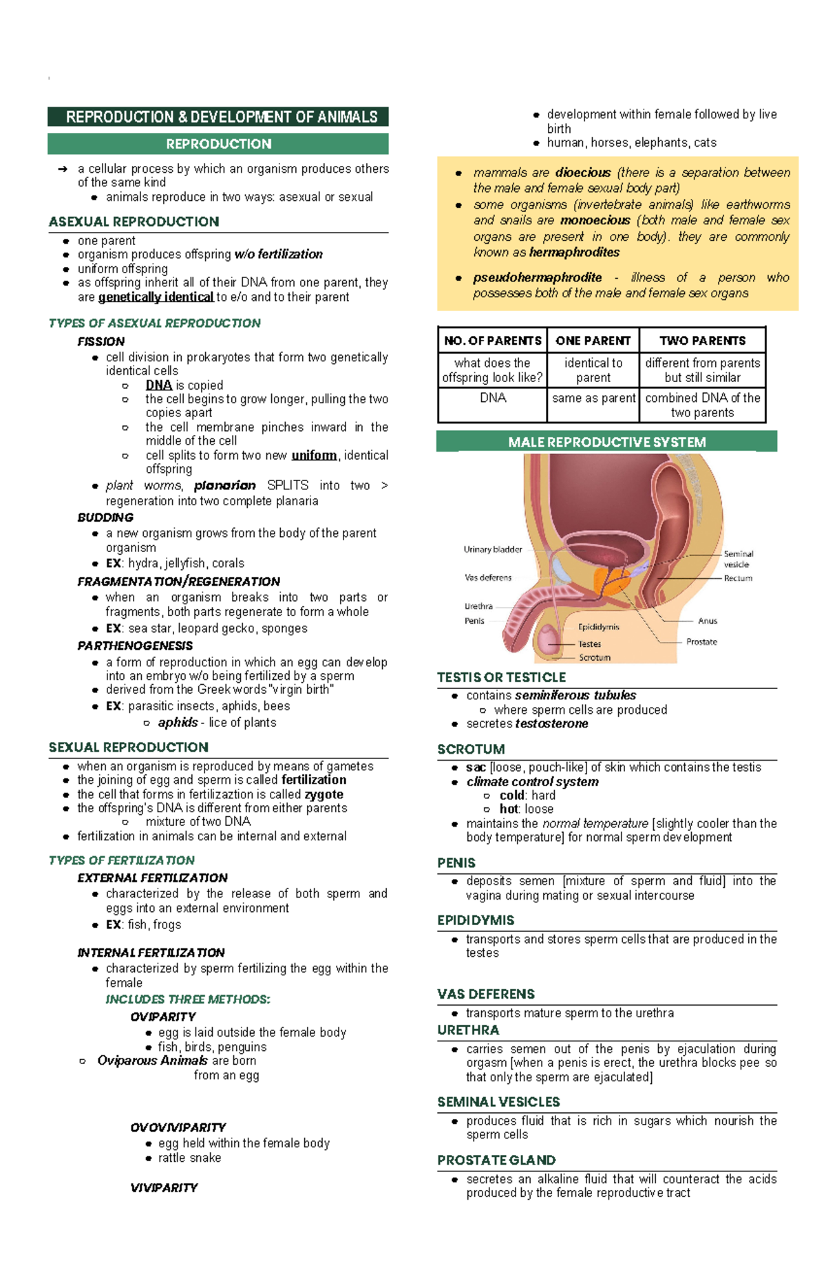 Reproduction & Development of Animals - REPRODUCTION & DEVELOPMENT OF ...