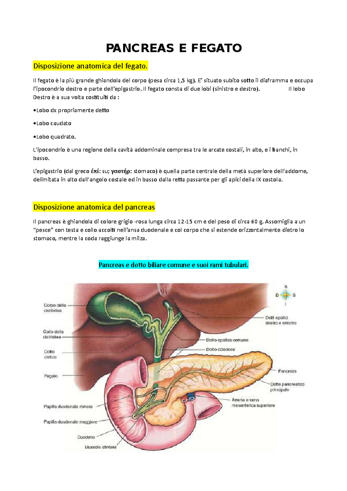 Fisiologia 2 - PANCREAS E FEGATO Disposizione anatomica del fegato. Il ...