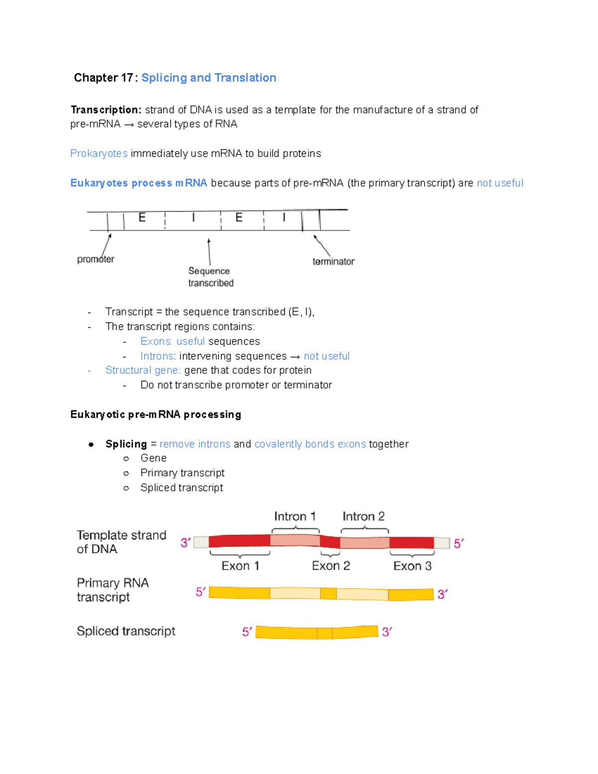 Bio exam 2 study guide - Chapter 17: Splicing and Translation ...