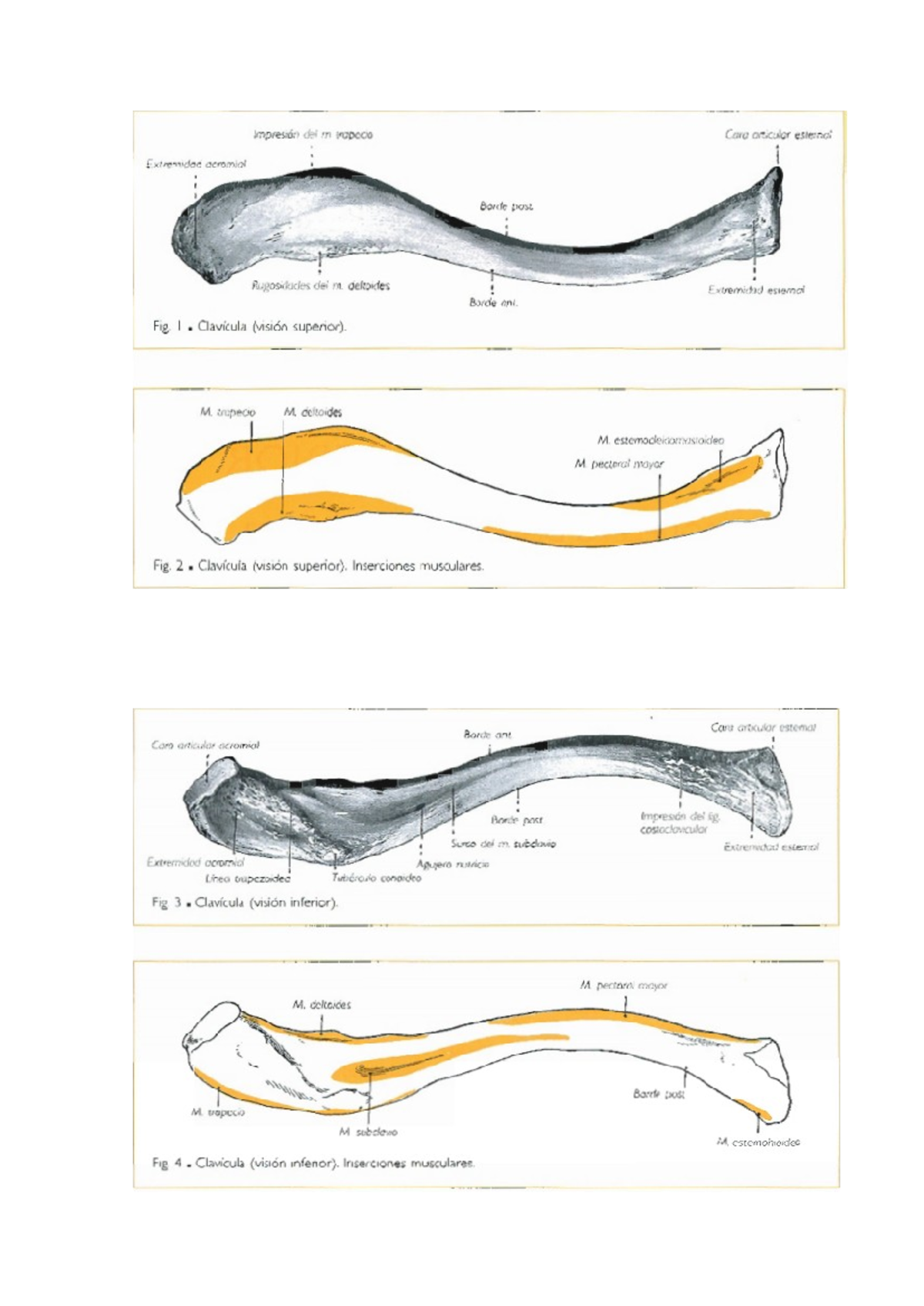 Clavicula - Resumen Kinesiología deportiva - Studocu