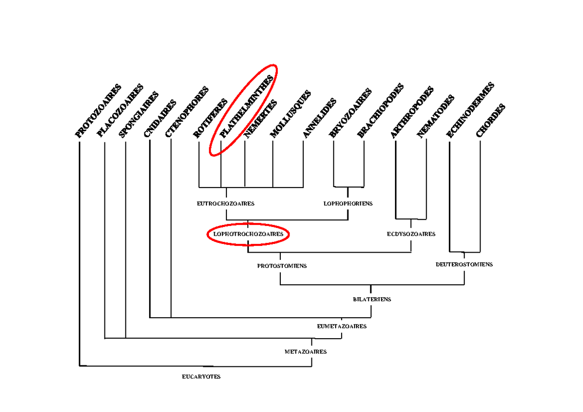 CM 1.01B S. Flament - BILATERIENS EUCARYOTES METAZOAIRES EUMETAZOAIRES ...