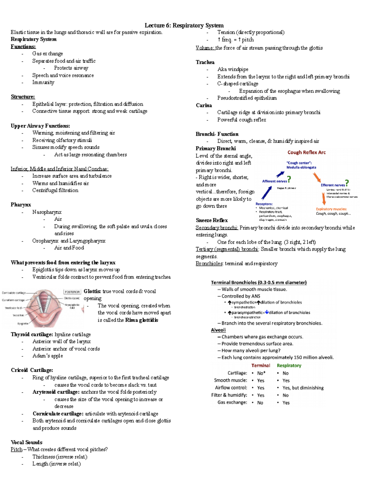 Anatomy lecture 6 - Lecture 6: Respiratory System Elastic tissue in the ...